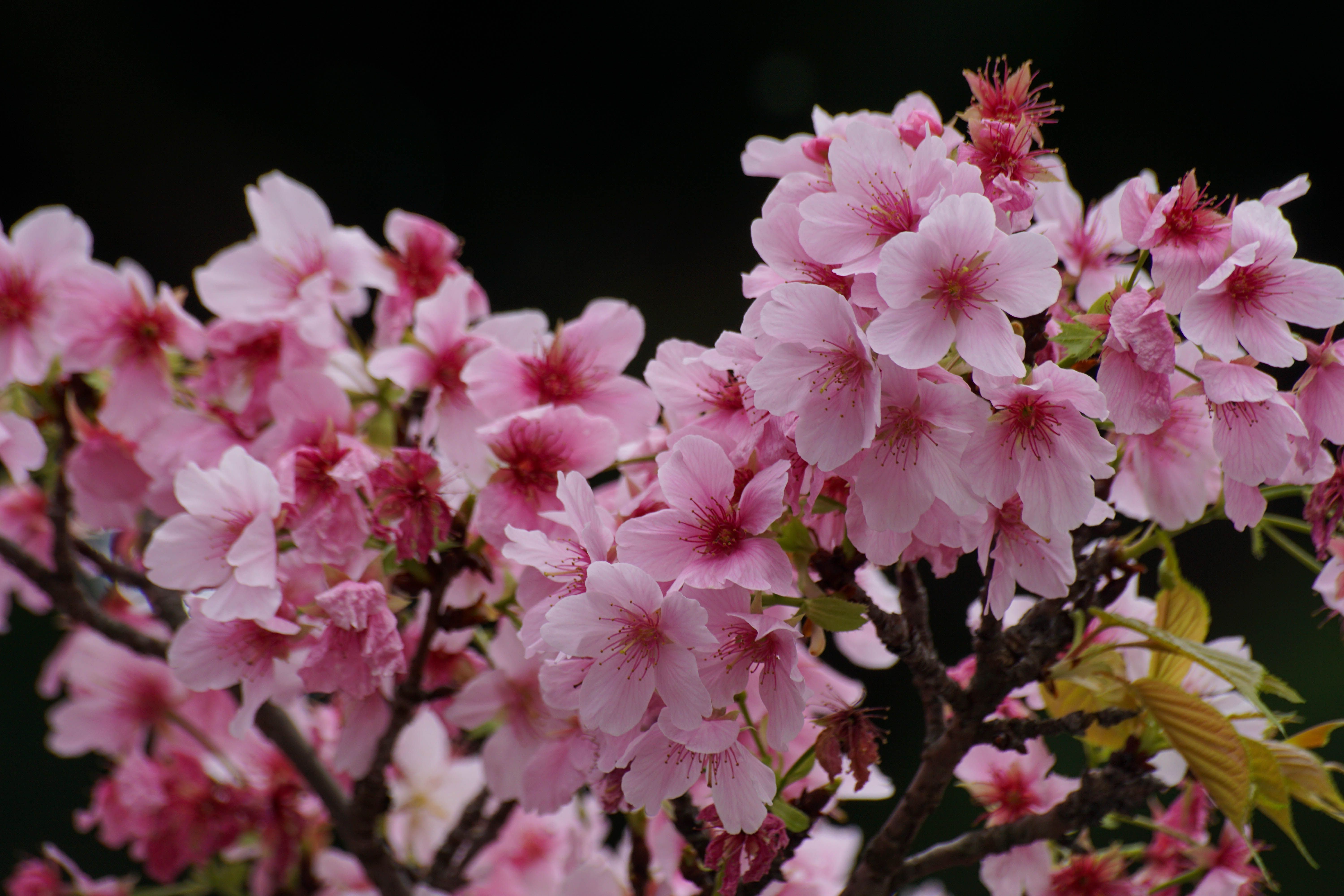 Pink Varieties Photos, Download The BEST Free Pink Varieties Stock ...