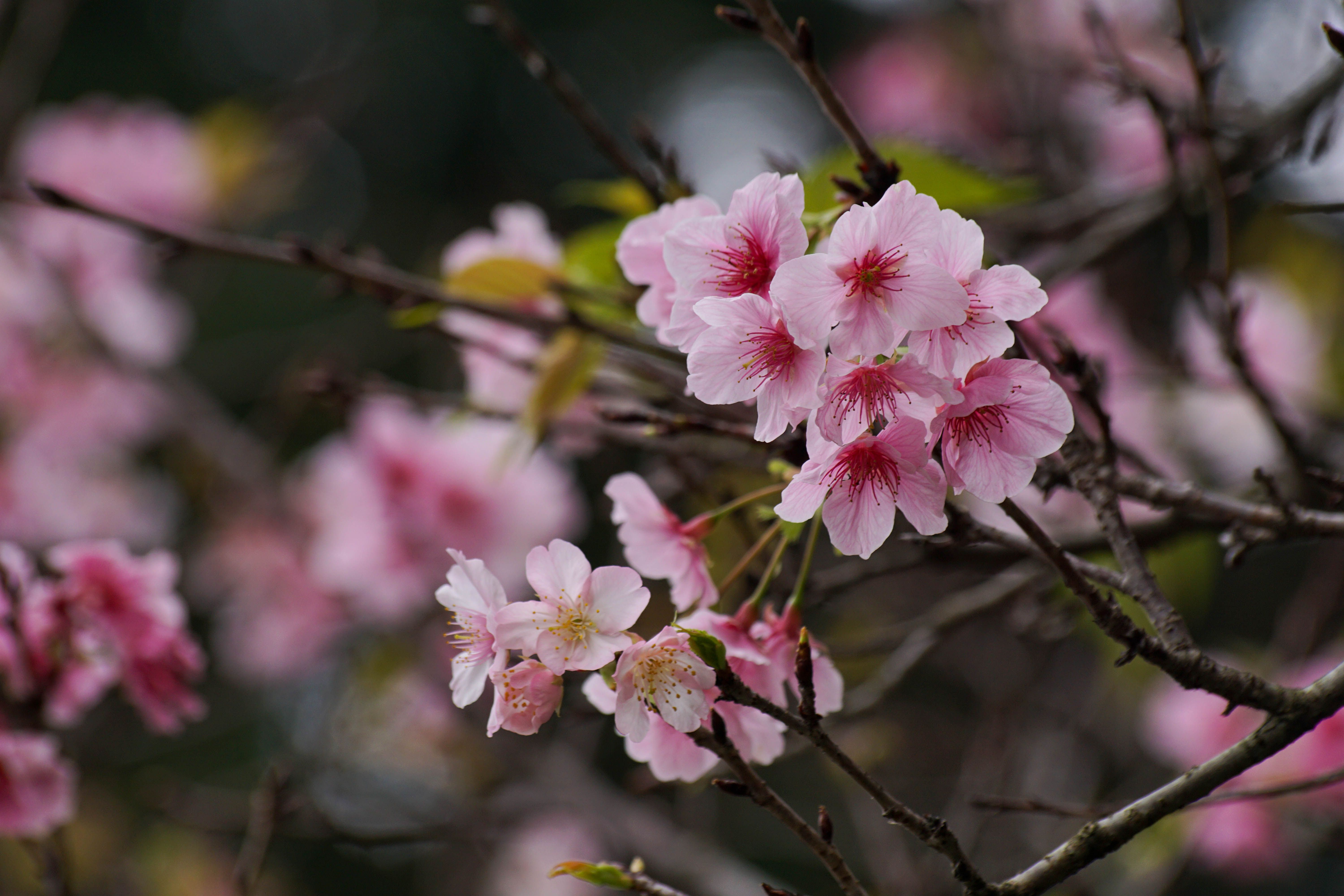 Pink Varieties Photos, Download The BEST Free Pink Varieties Stock ...