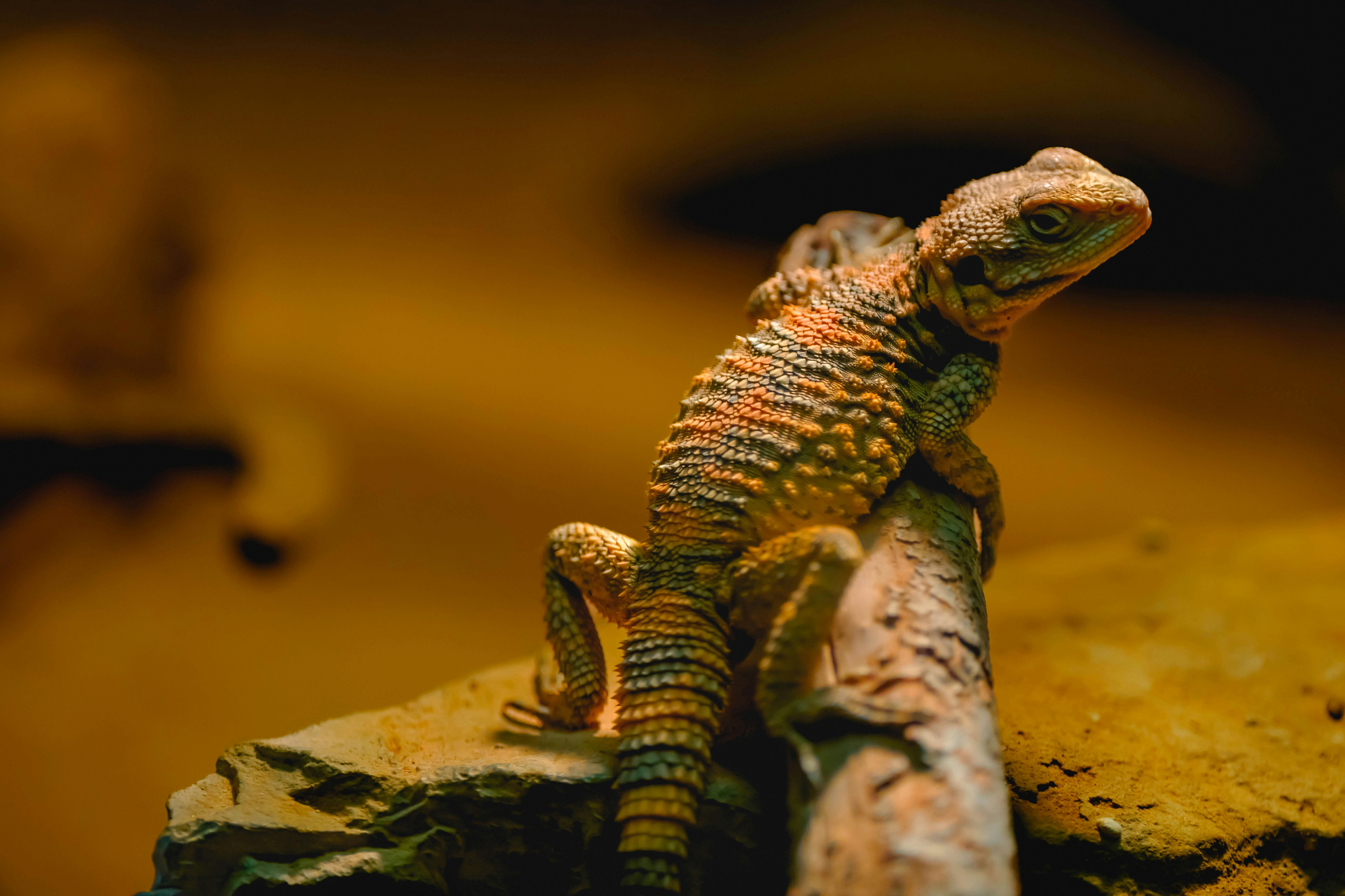 Lizard Standing on Wooden Stick · Free Stock Photo