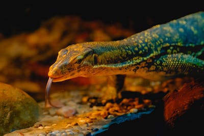 Exploring Semi Aquatic Reptiles: Unique Species and Habitats