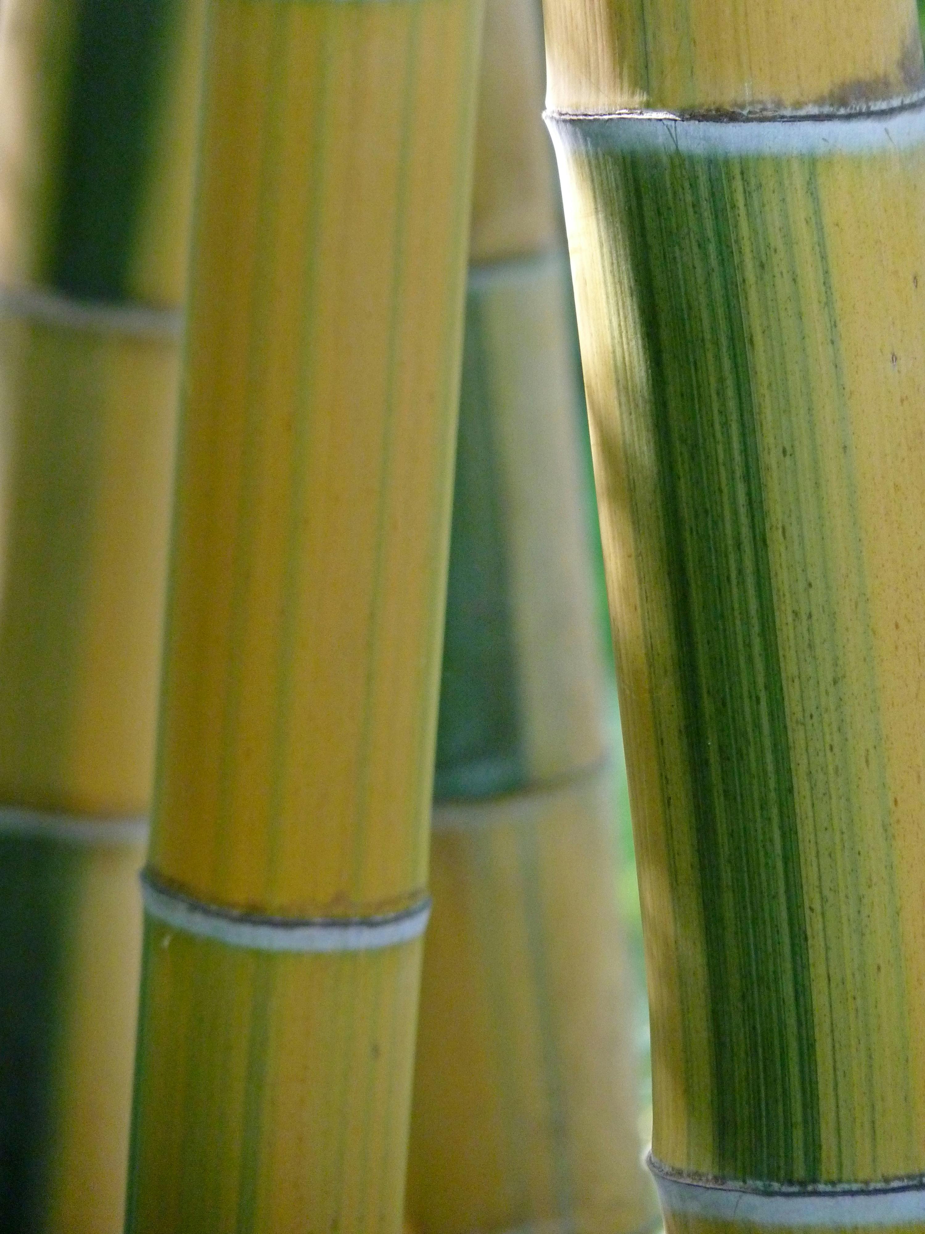 Selective Photography of Bamboo Trees · Free Stock Photo