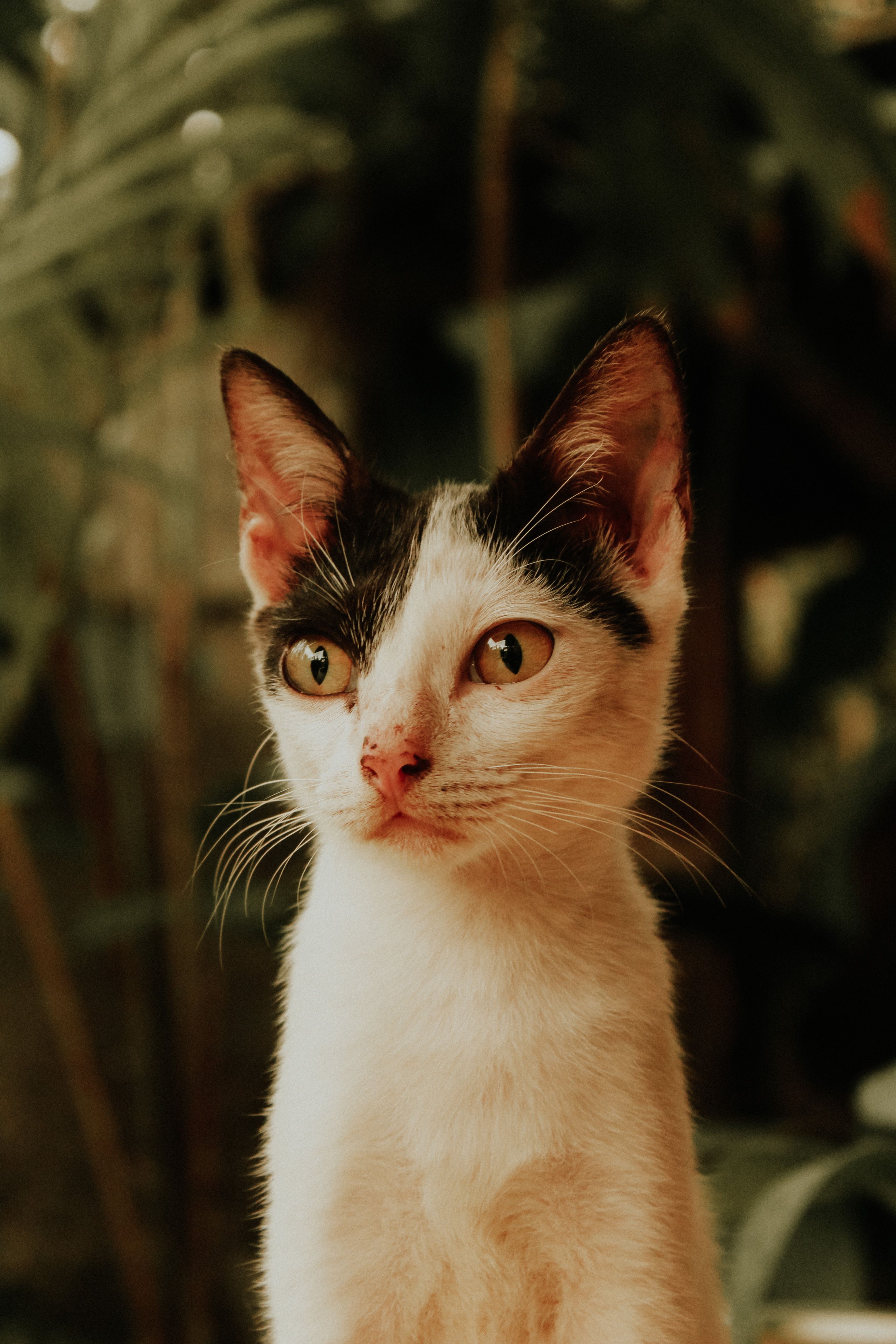 Cute Cat Portrait · Free Stock Photo