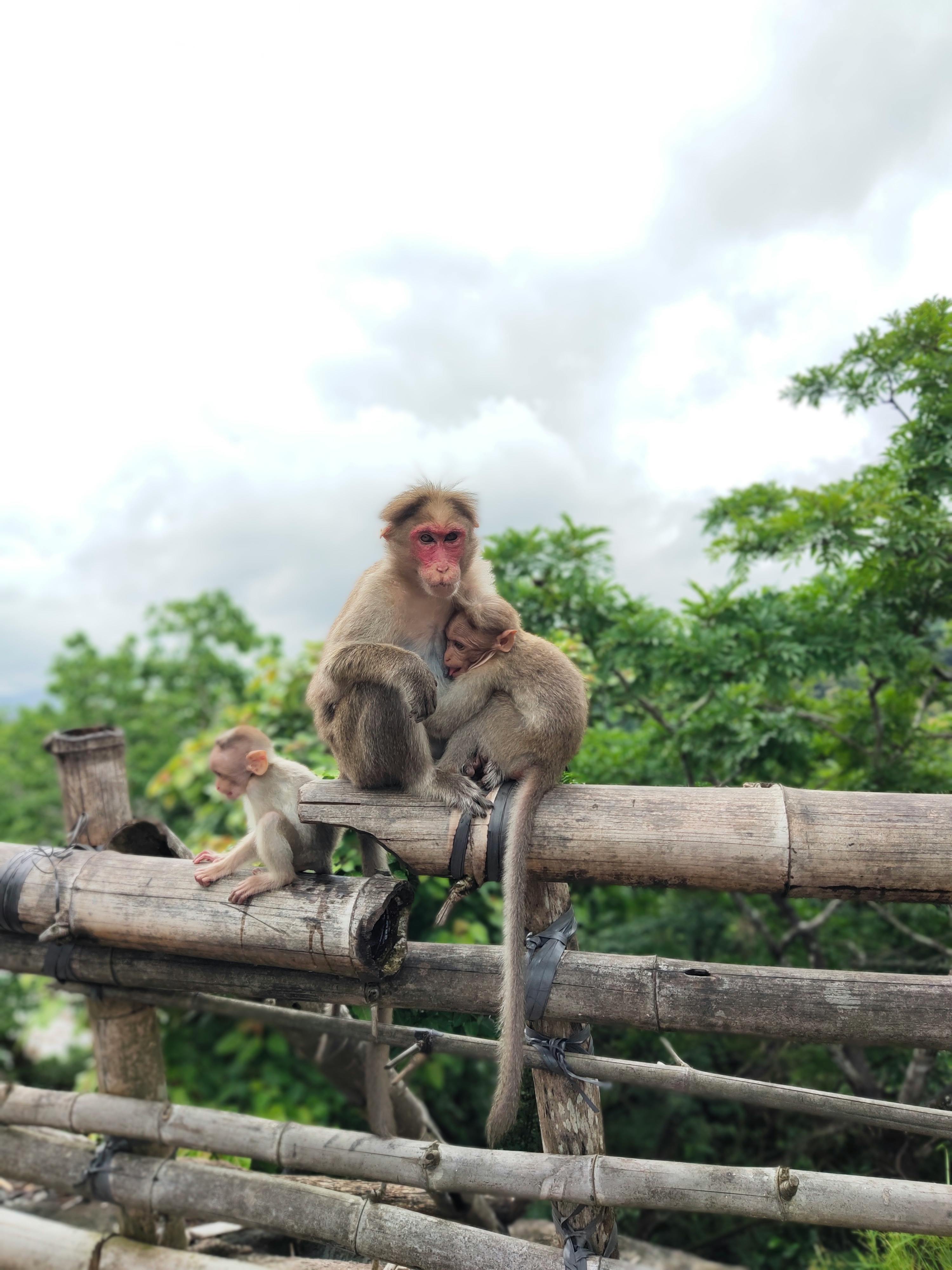 Monkeys on Bamboo Fencer · Free Stock Photo