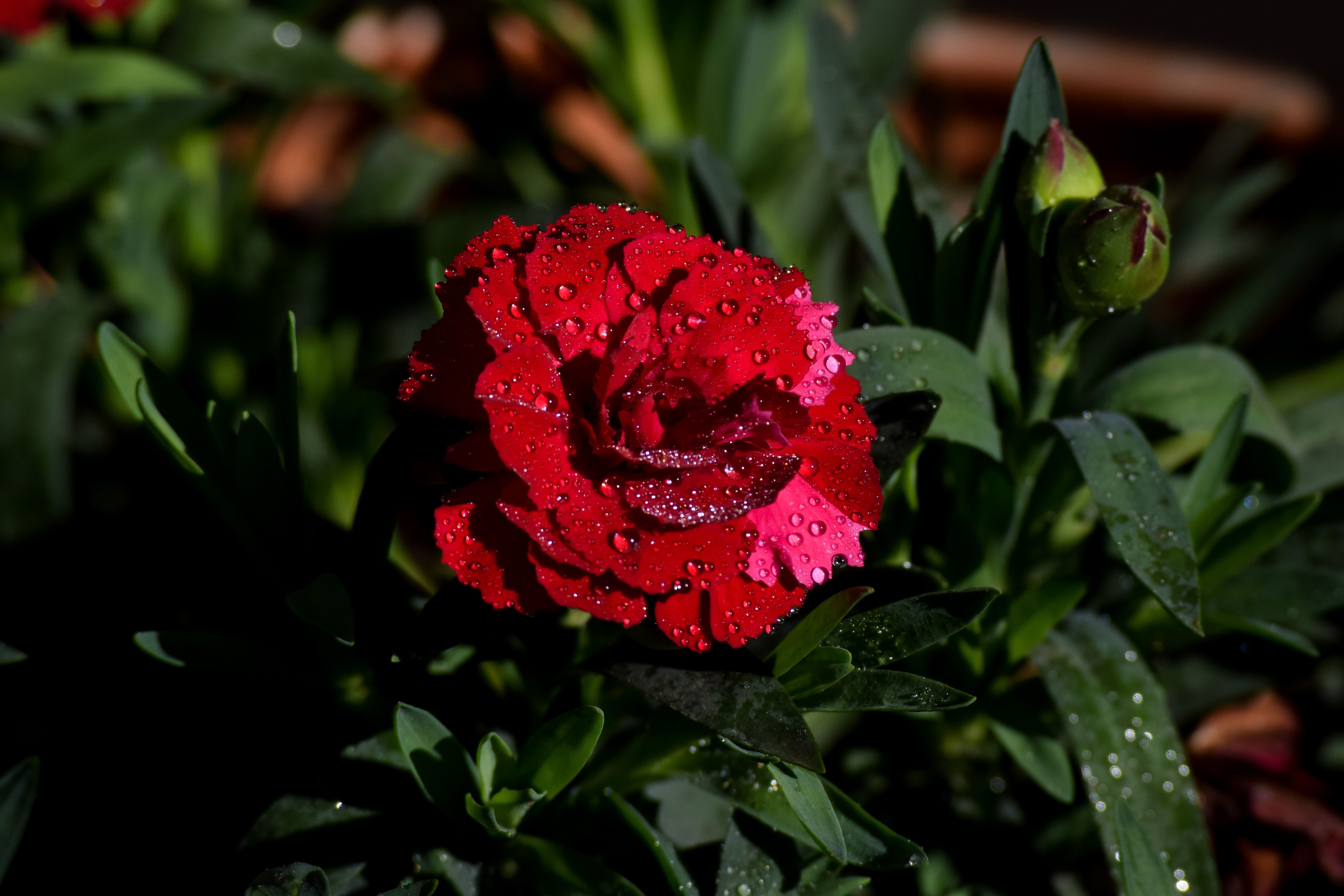 Close-up Photo of a Withered Rose · Free Stock Photo