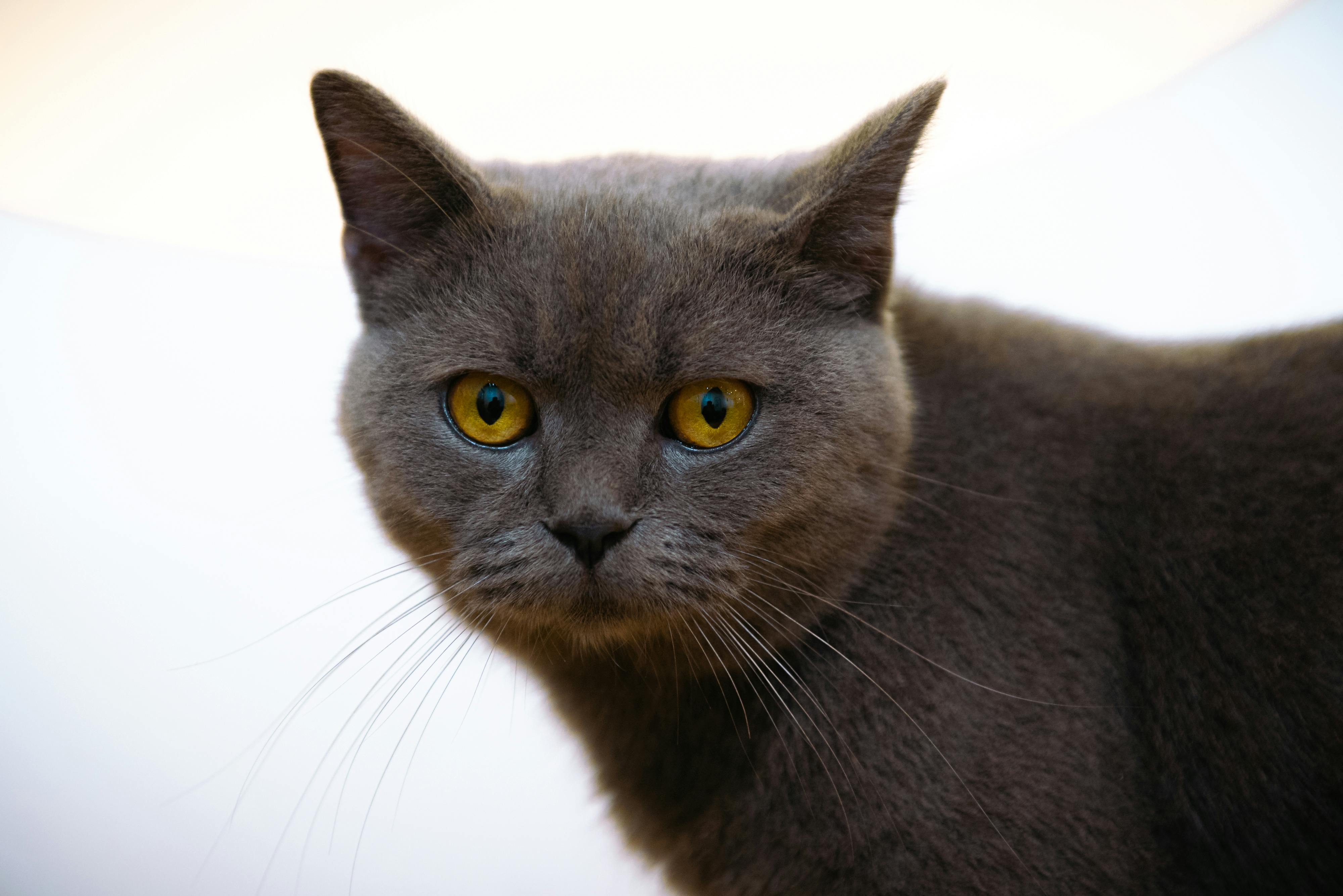 Grey Cat with Yellow Eyes Staring · Free Stock Photo