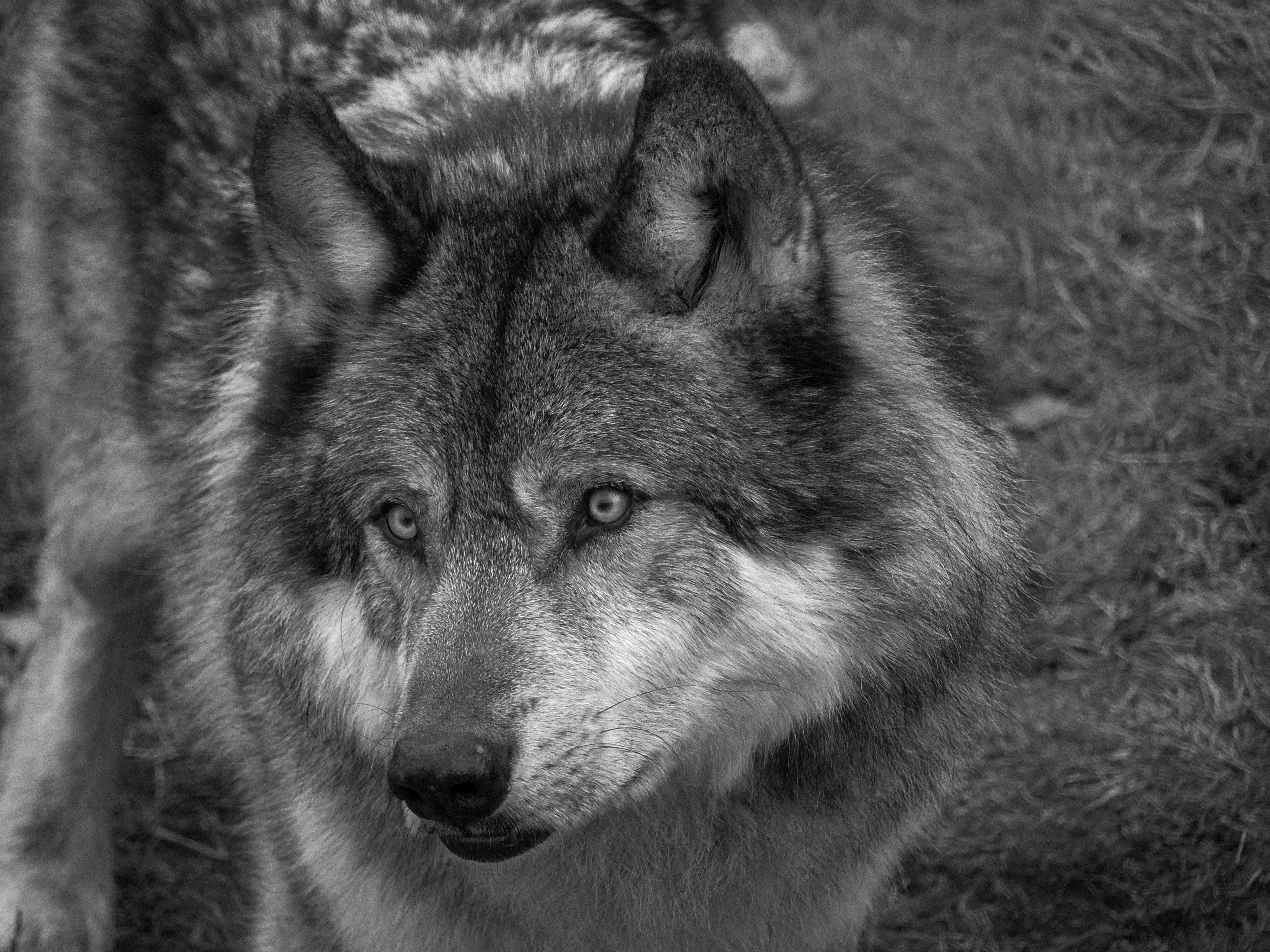Wolves Photos, Download The BEST Free Wolves Stock Photos & HD Images