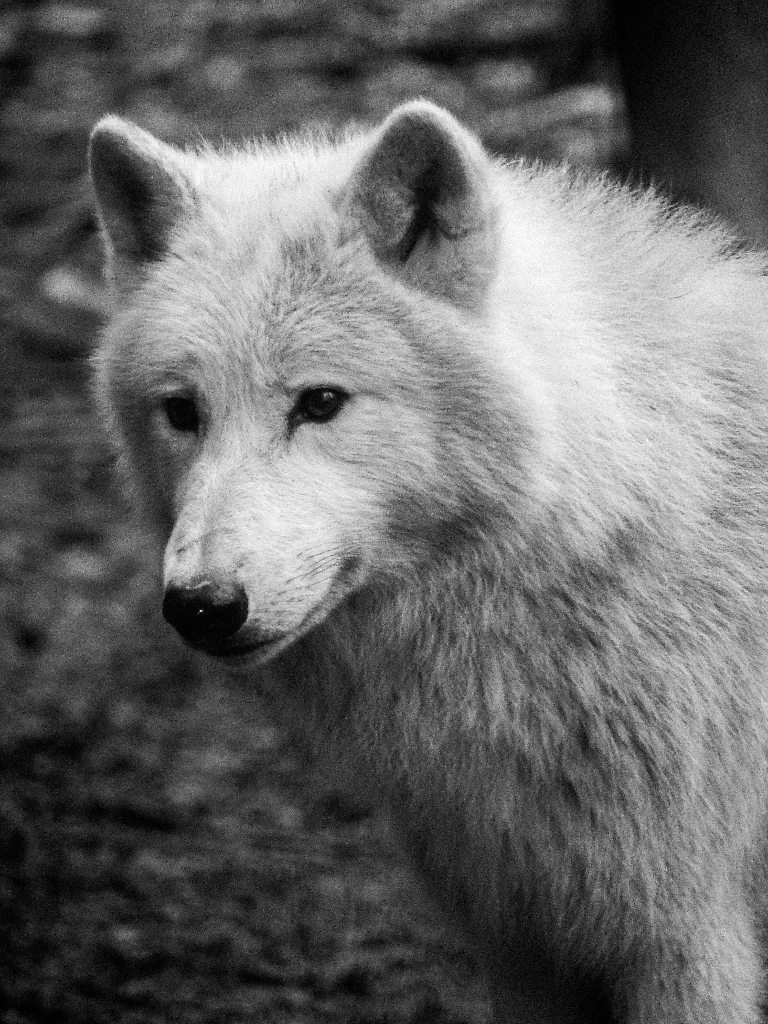 Gray Timber Wolf · Free Stock Photo