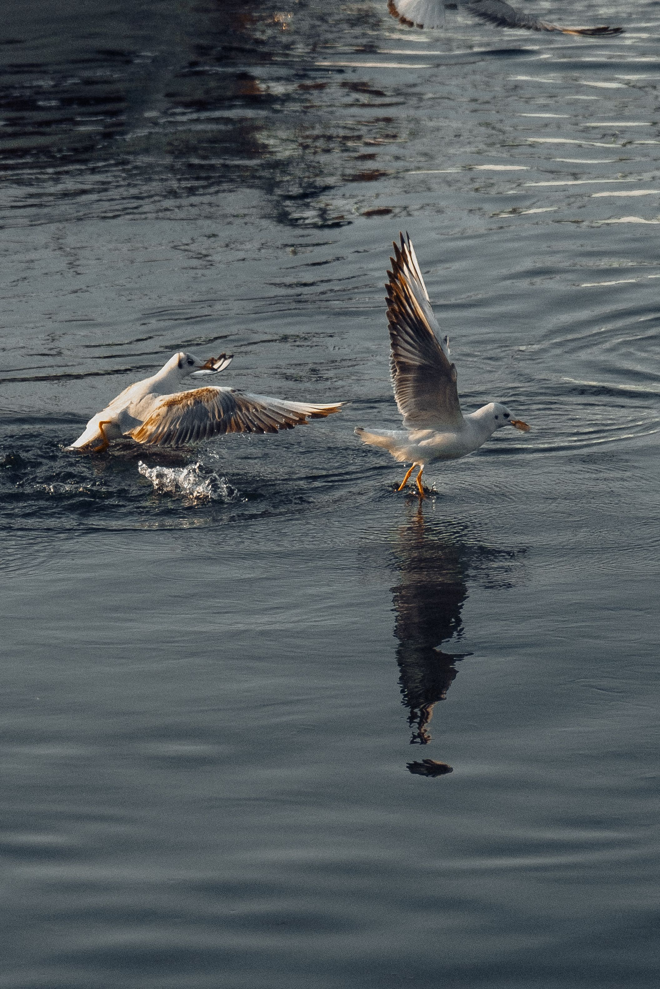 Seagulls over Water · Free Stock Photo