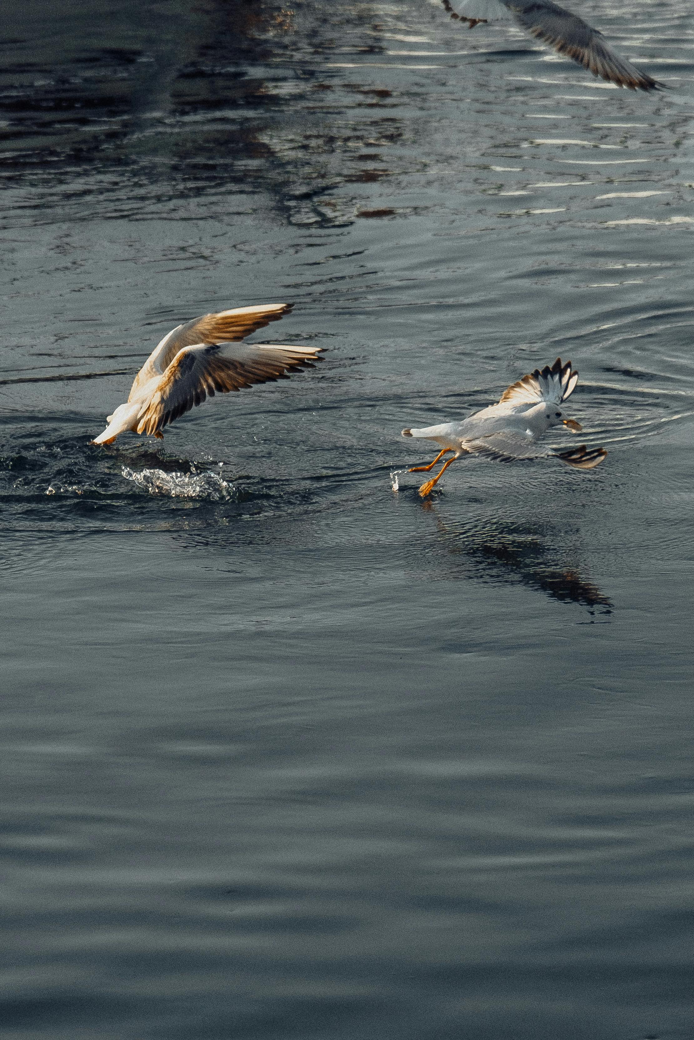 Seagulls Hunting in Water · Free Stock Photo