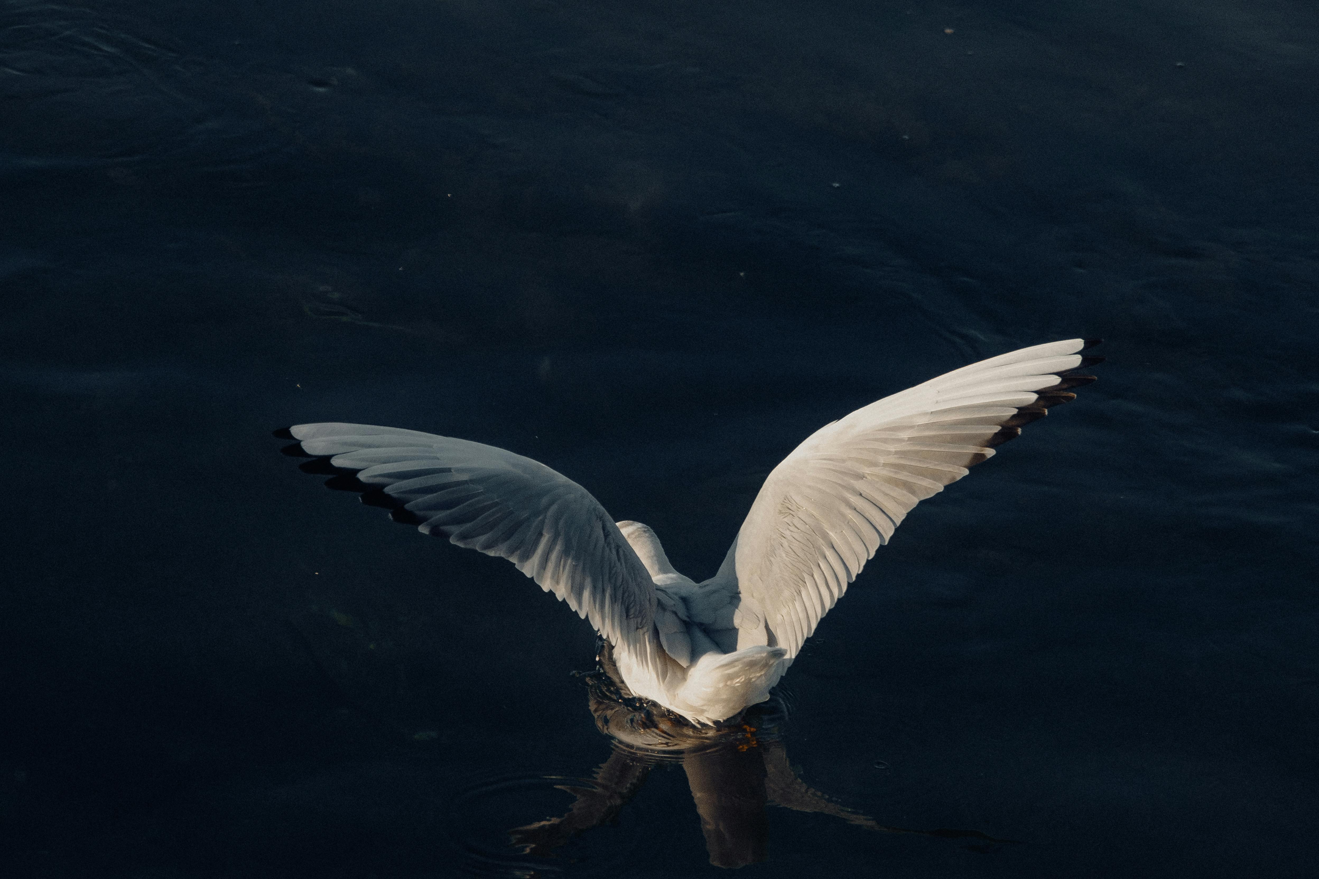 Back View of Seagull · Free Stock Photo