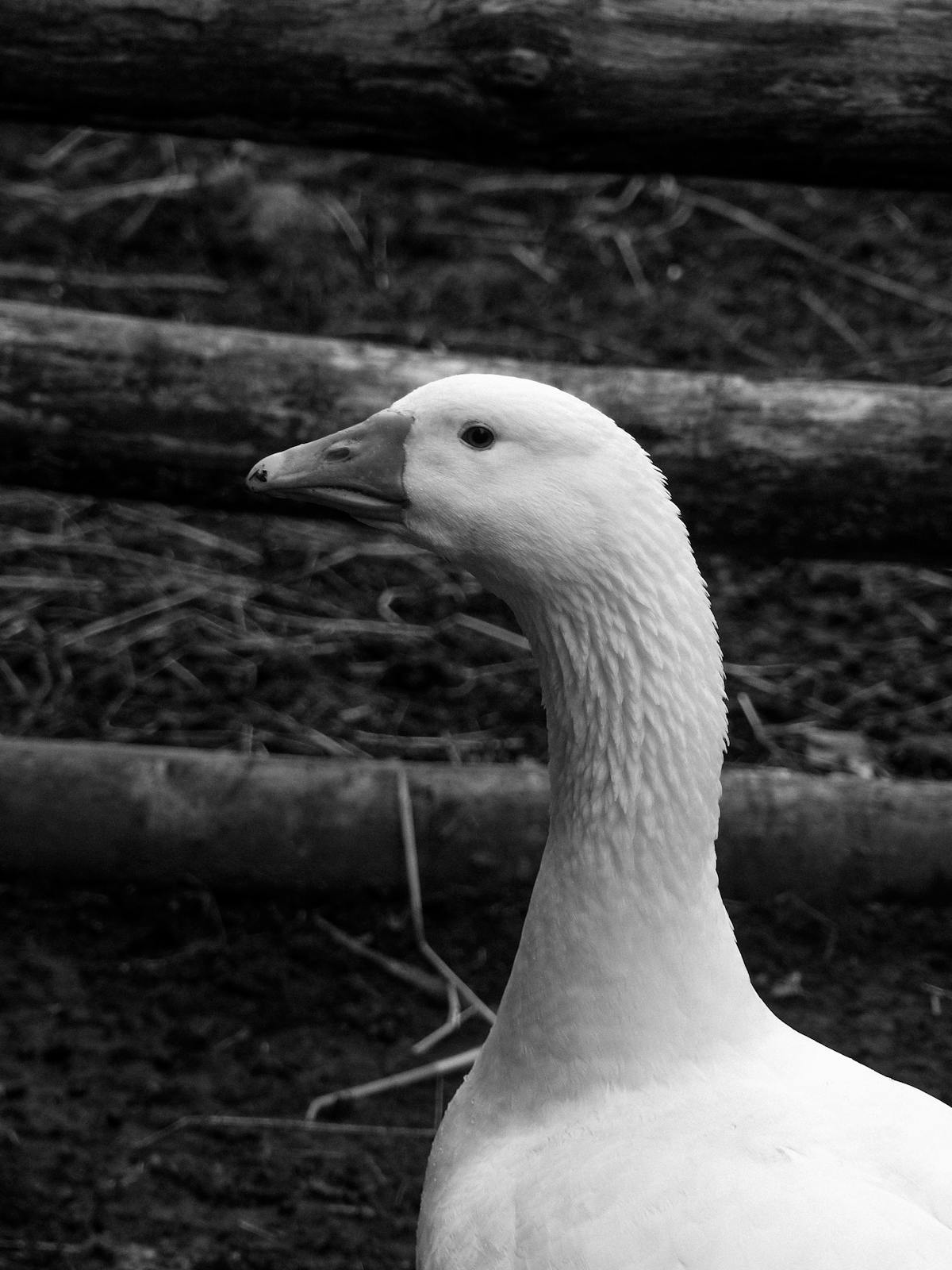 Black Goose Bistro Photos, Download The BEST Free Black Goose Bistro ...