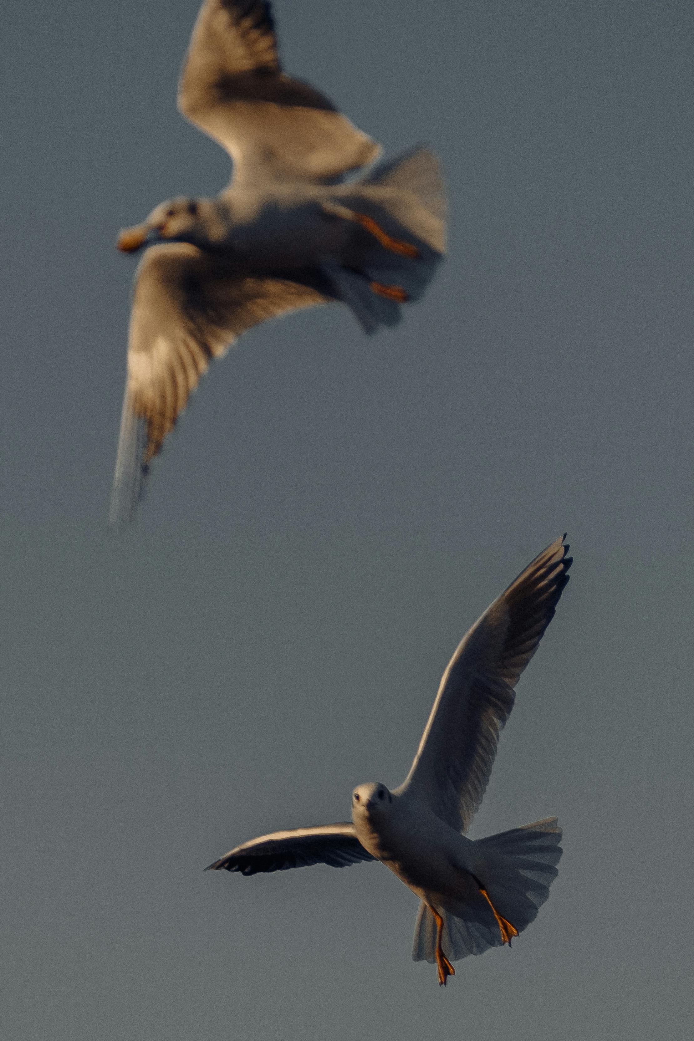 Flying Barn Swallow · Free Stock Photo