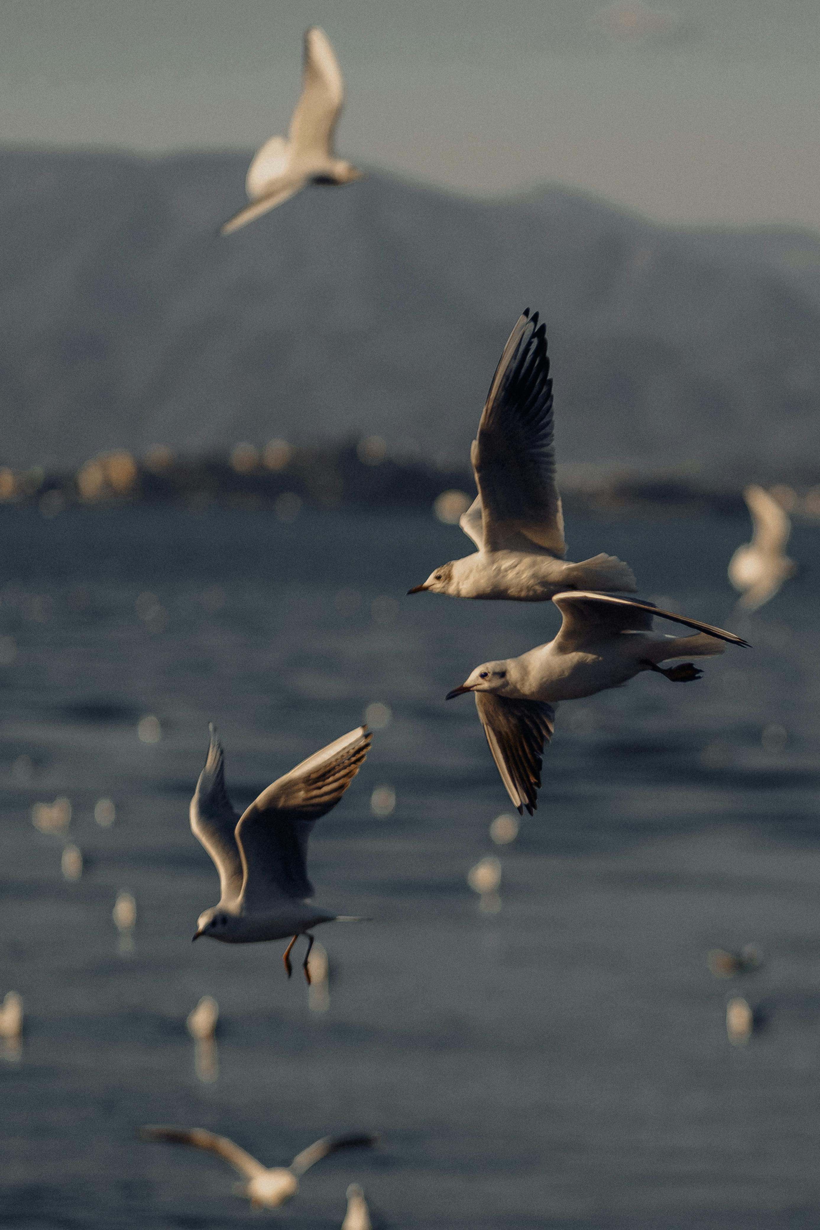 Seabirds Flying over Sea · Free Stock Photo