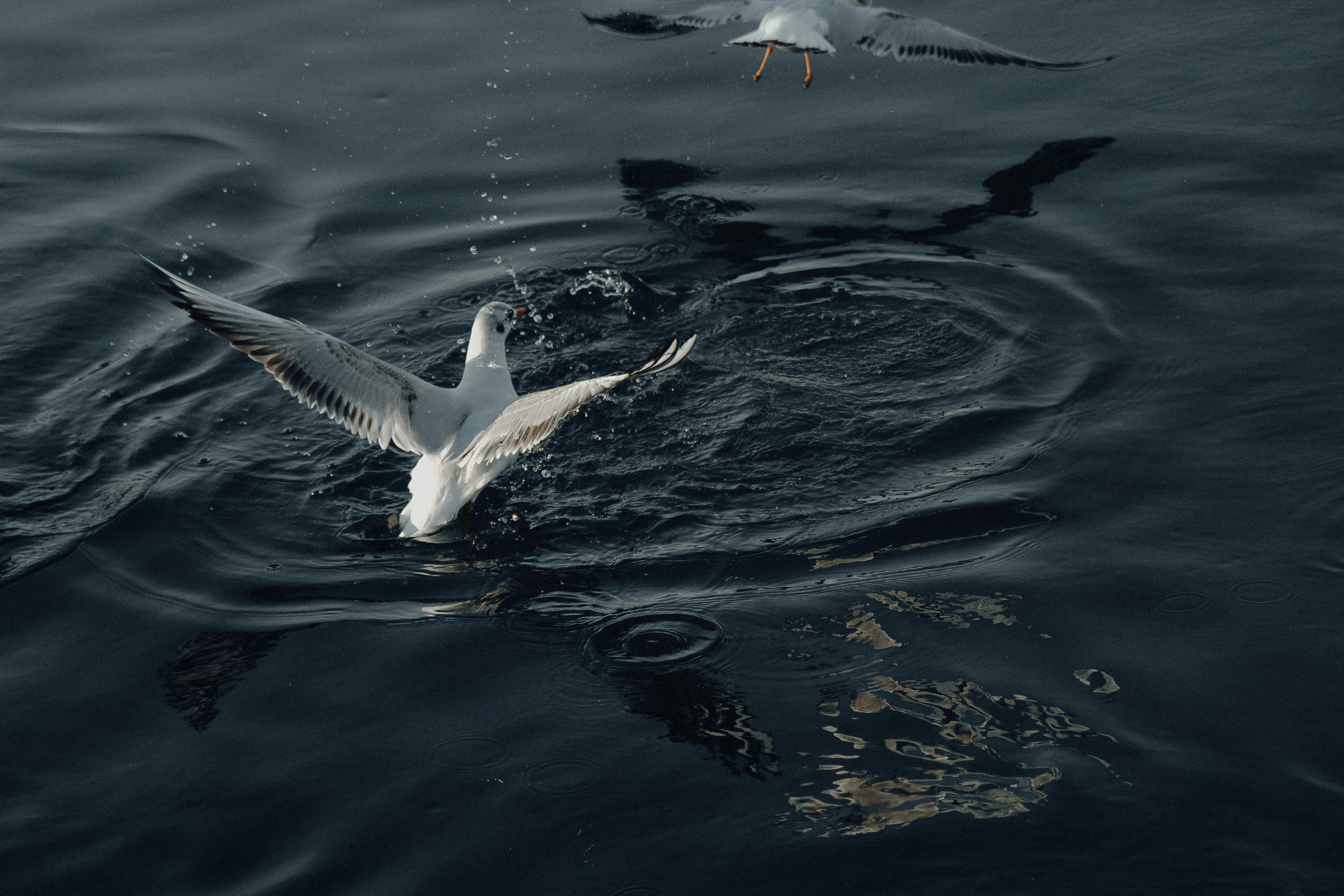 White Bird Landing on Ocean · Free Stock Photo