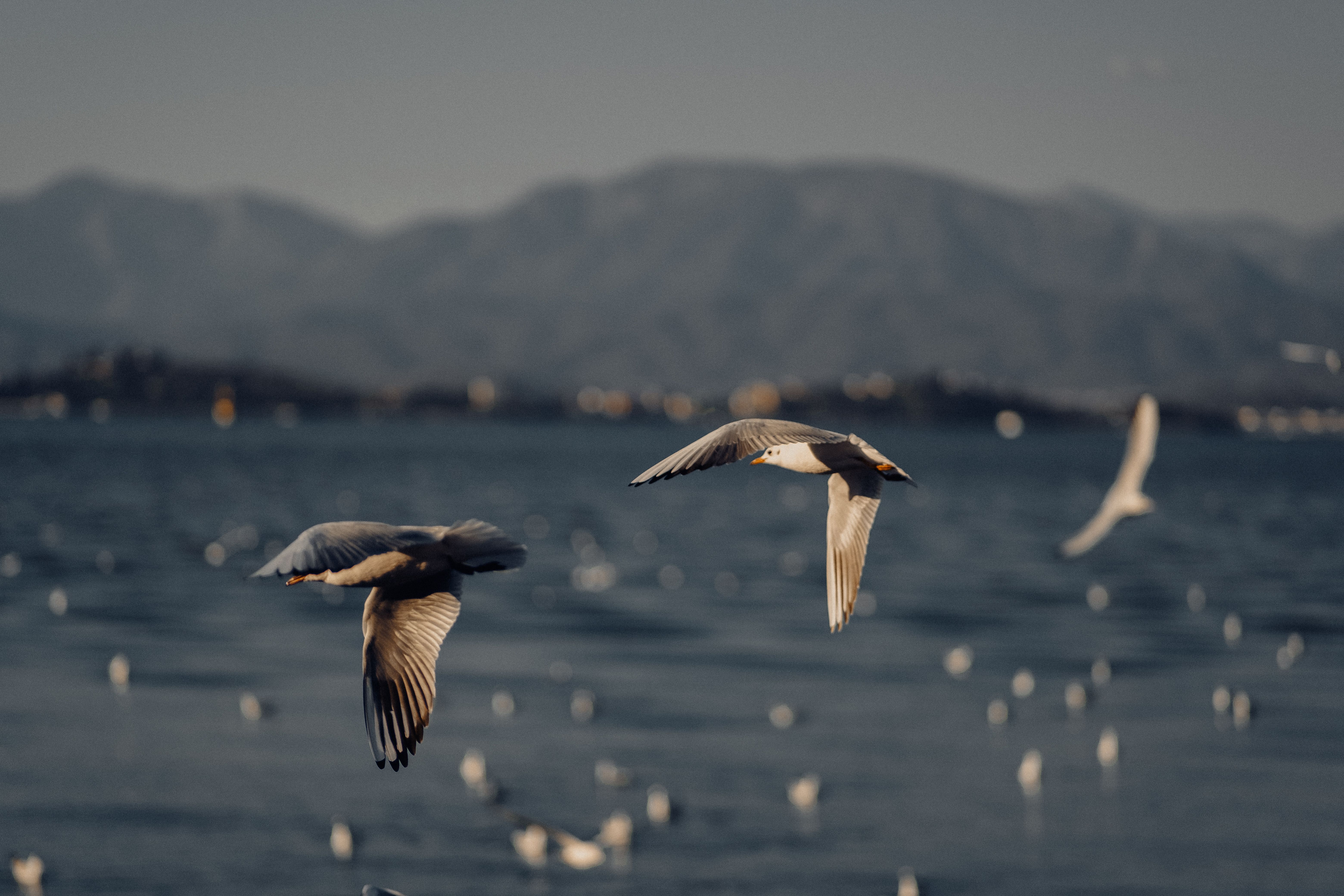 Birds Flying over Sea · Free Stock Photo