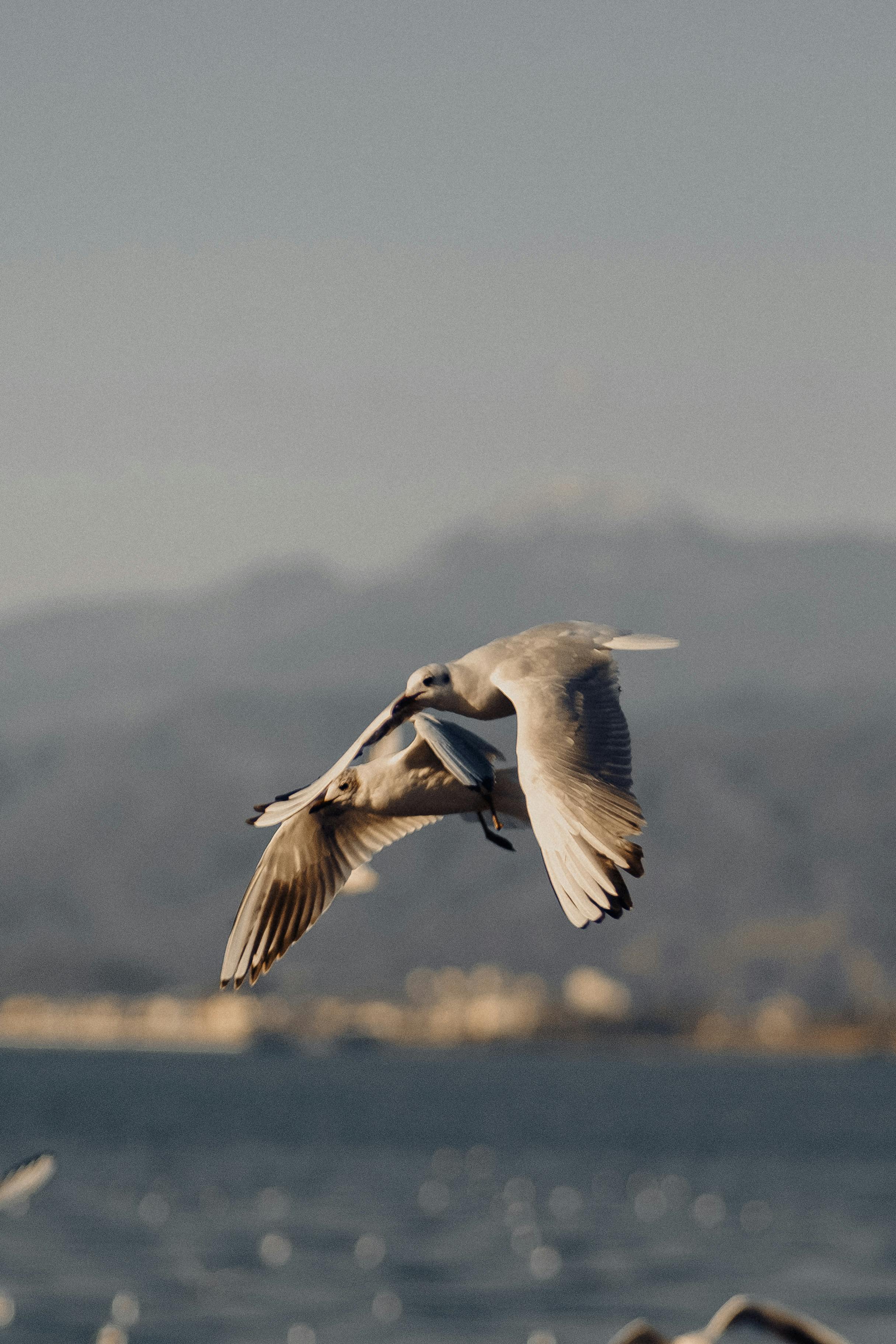 White Bird Flying Under Blue Sky · Free Stock Photo