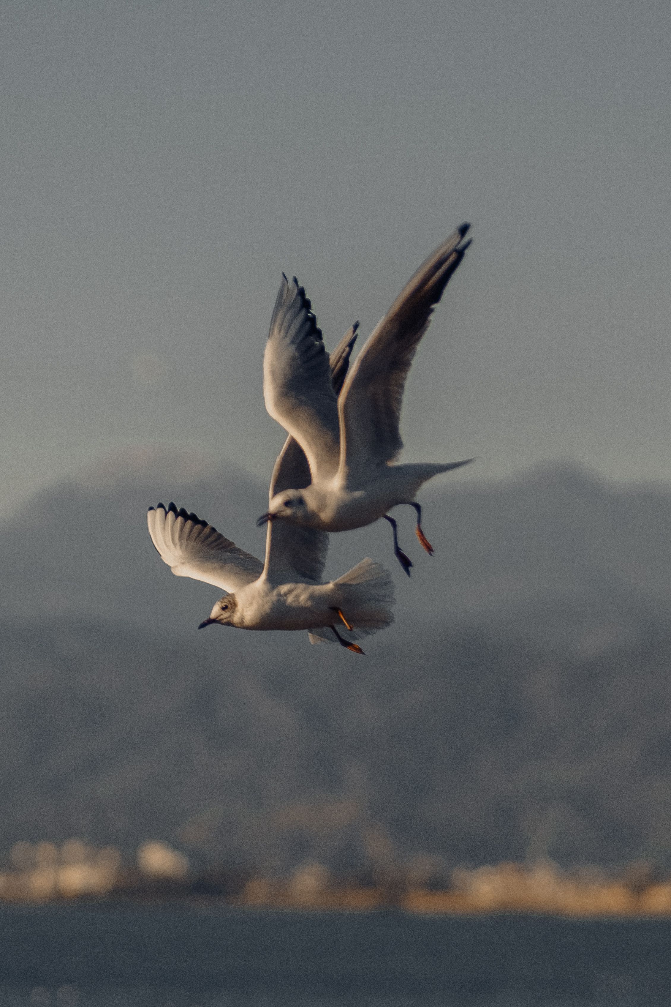 Close up of Flying Seagull · Free Stock Photo