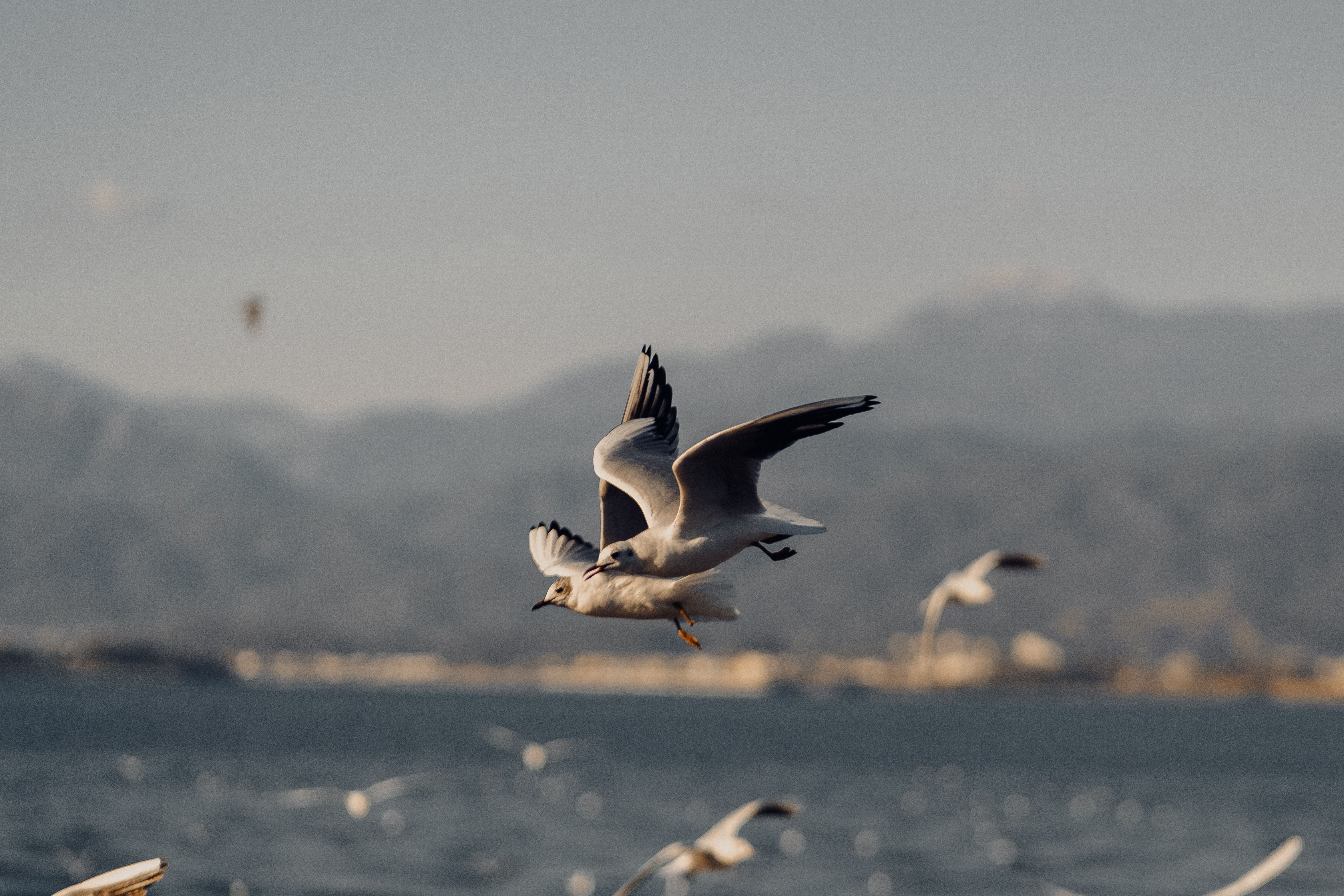 White Bird Flying Under Blue Sky · Free Stock Photo