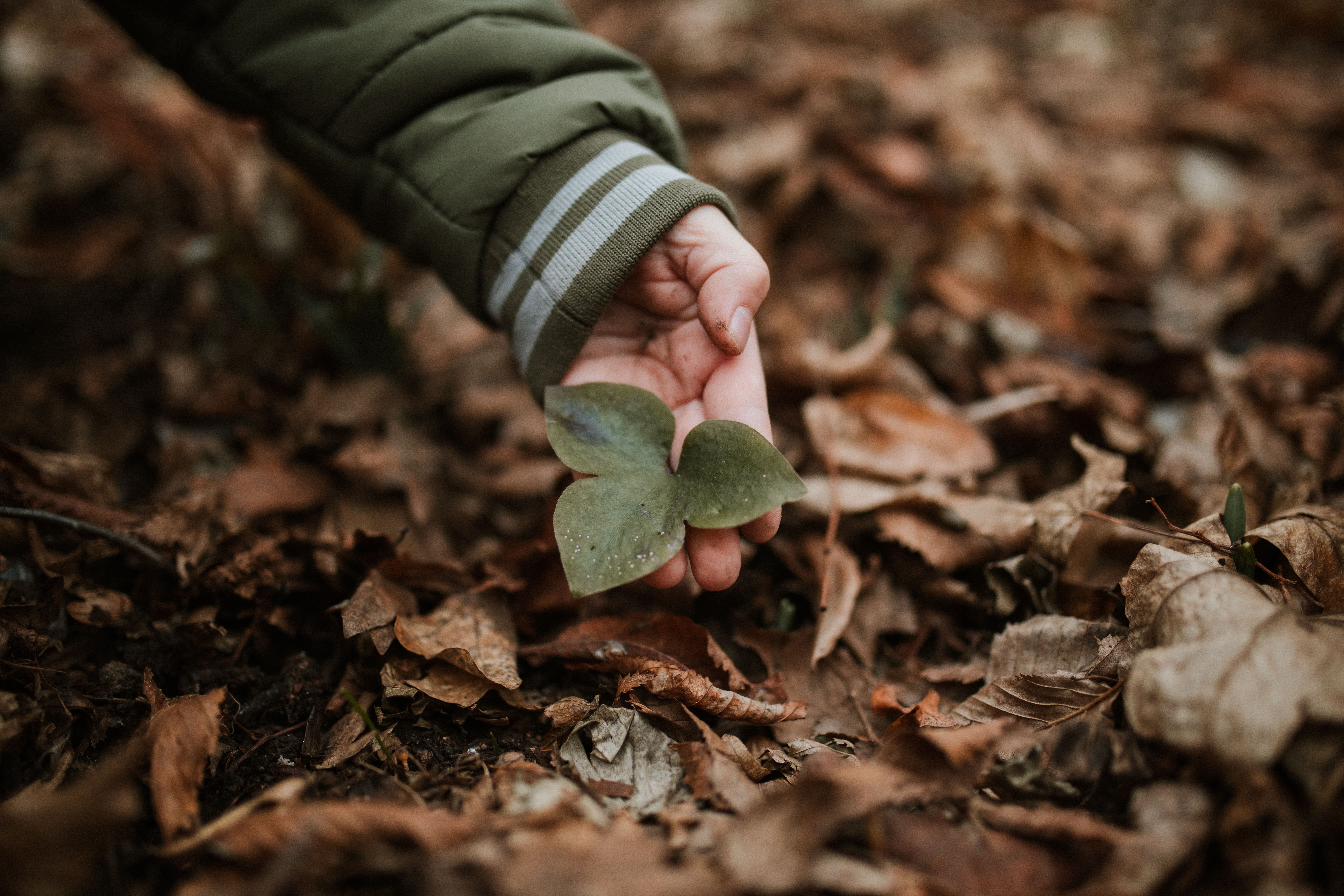 Close-up of Person Lifting a Leaf from the Ground · Free Stock Photo