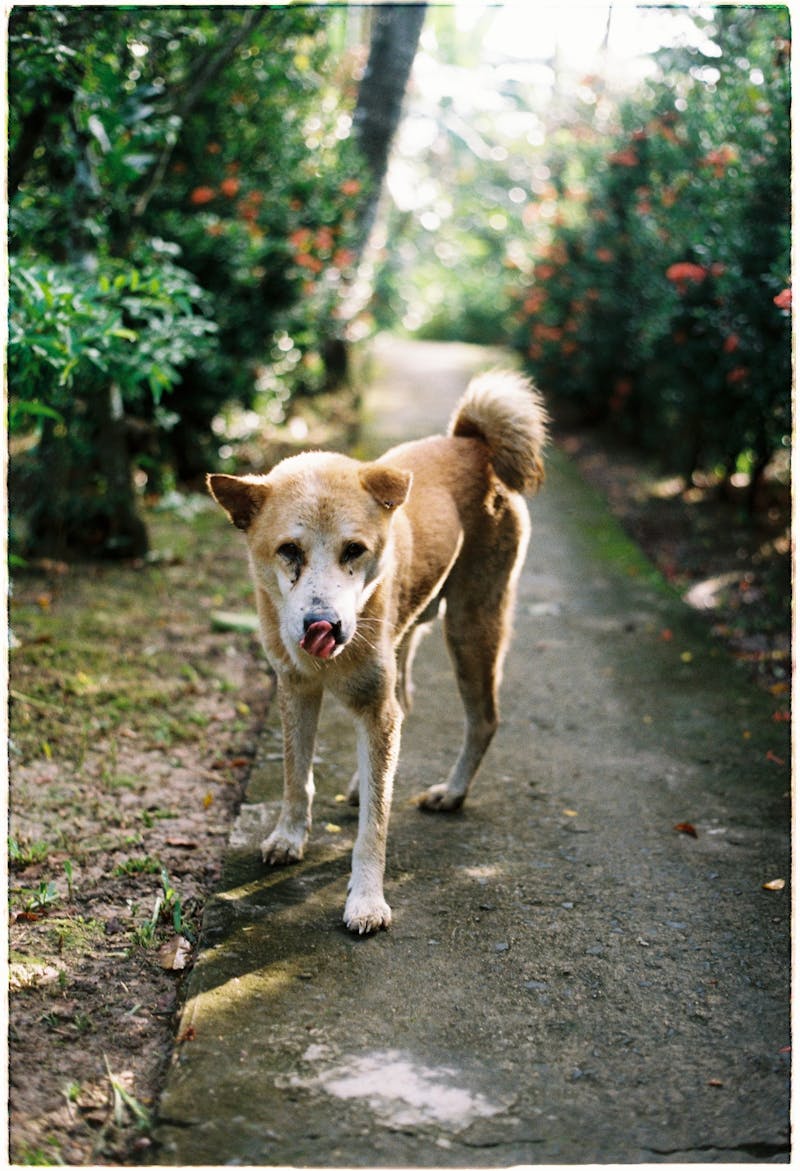 Stray Dog Photos, Download The BEST Free Stray Dog Stock Photos & HD Images