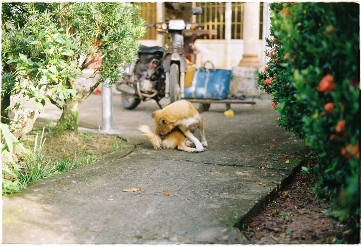 Laizhou Hong Chinese Red Dog: Breed Information & Care Tips