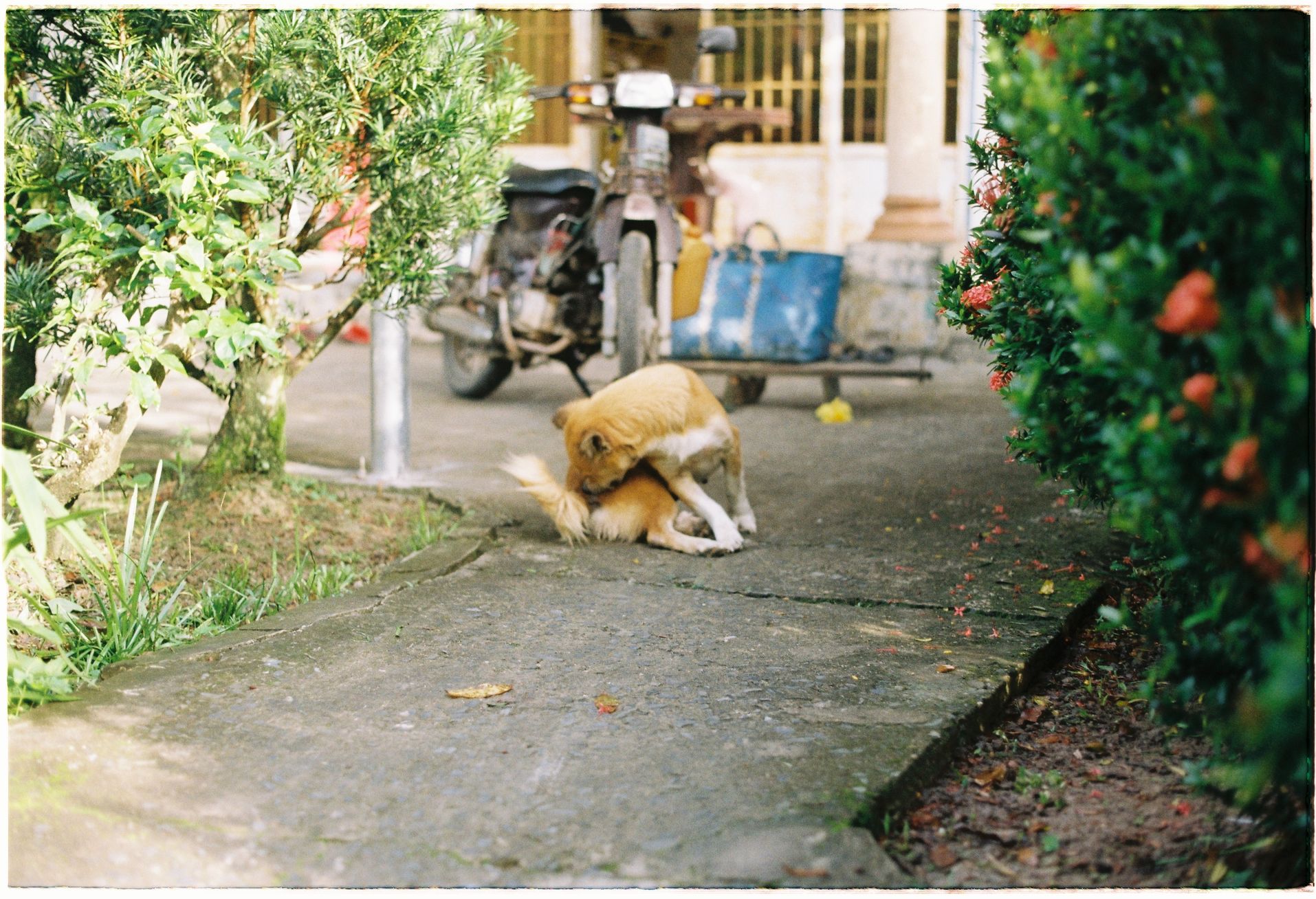 Laizhou Hong Chinese Red Dog: Breed Information & Care Tips