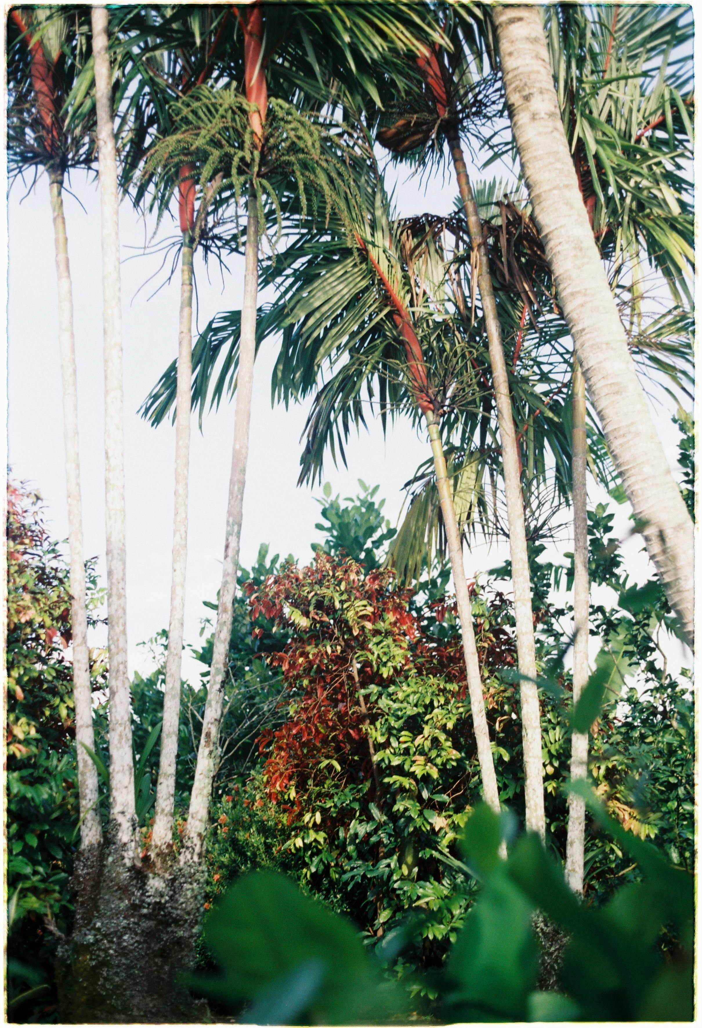 Randers Rainforest Photos, Download The BEST Free Randers Rainforest ...