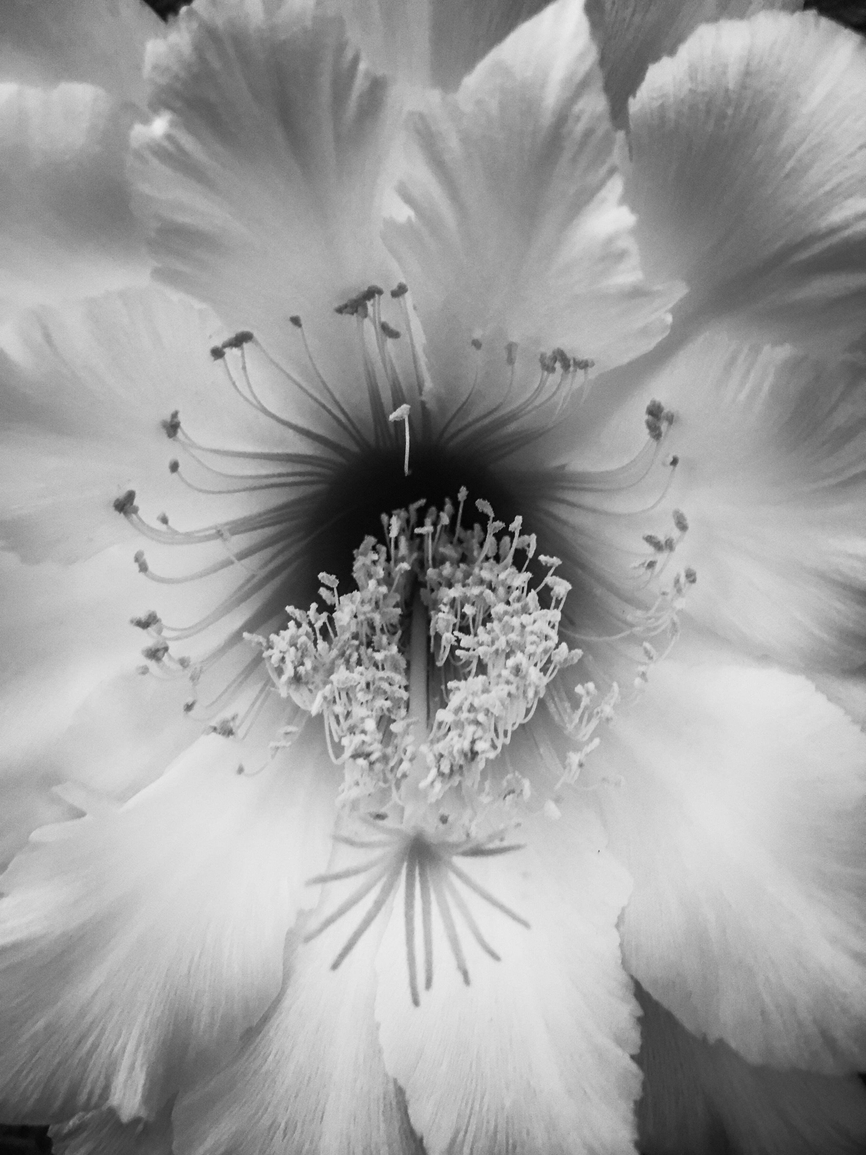 Scanned Flower Petals · Free Stock Photo