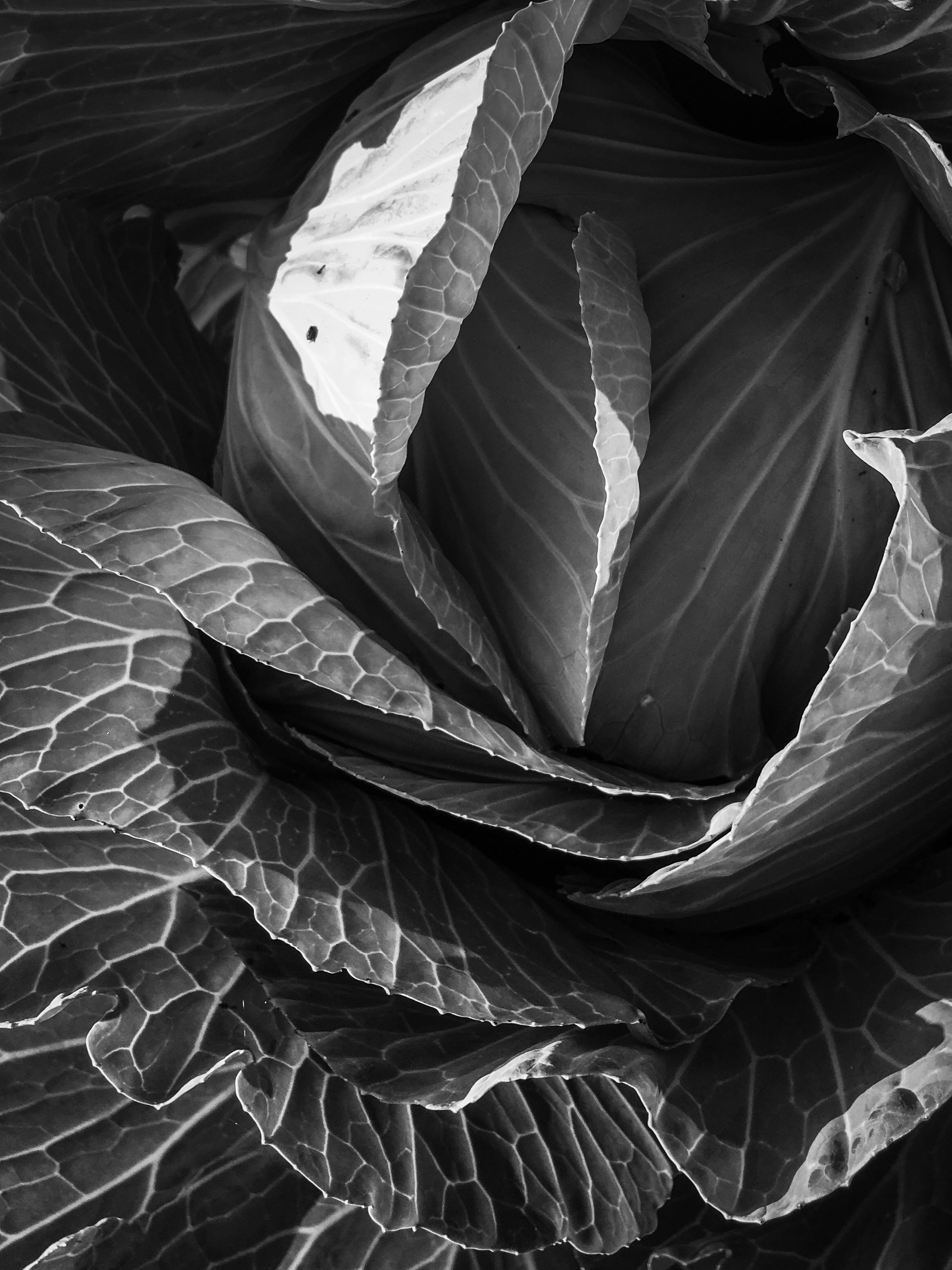 Photo of Cabbage · Free Stock Photo