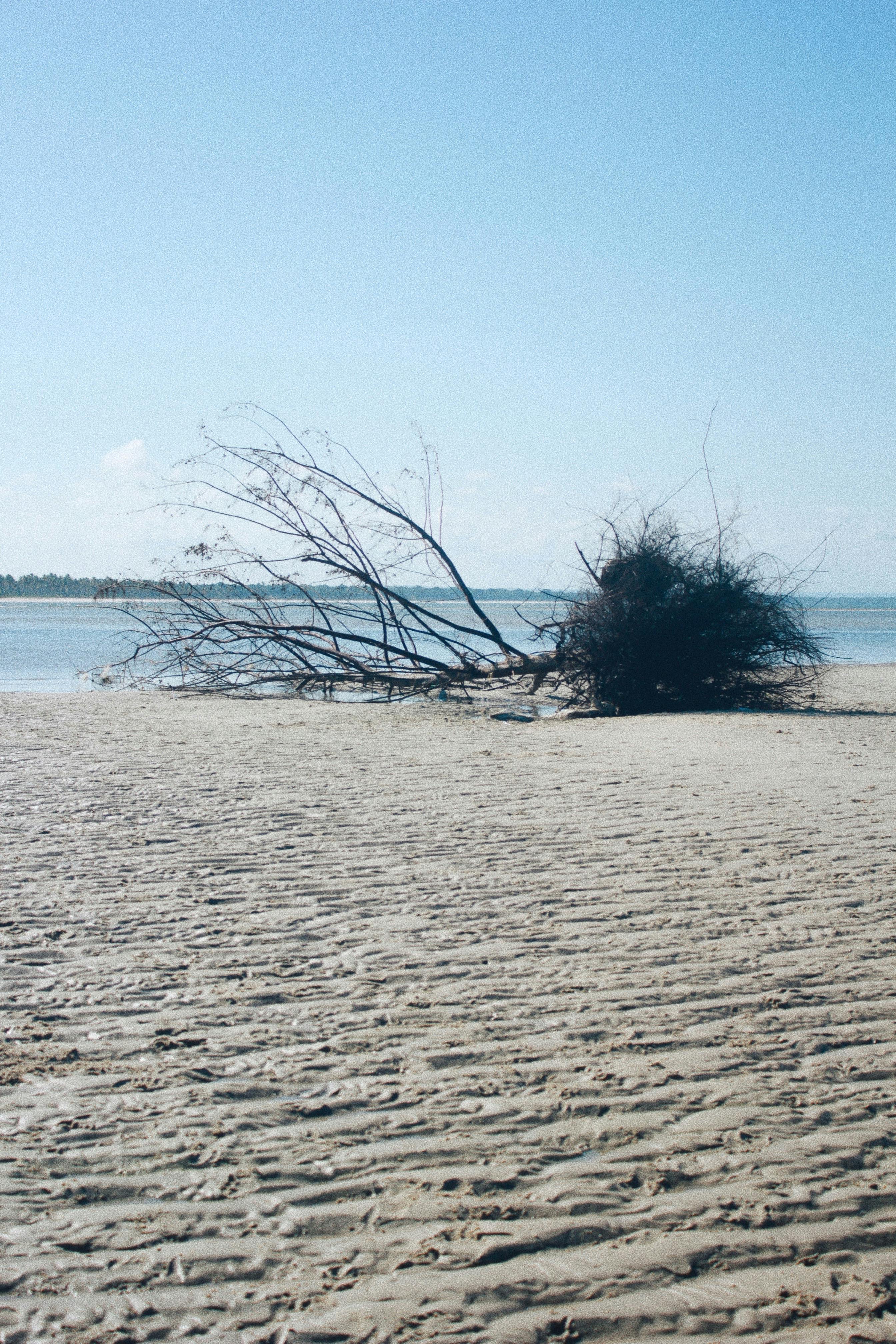 Fallen Tree with Roots Lying on the Beach · Free Stock Photo