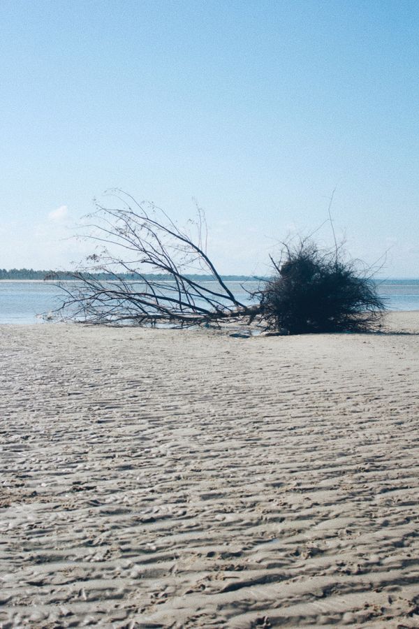 Beach Tree Photos, Download The BEST Free Beach Tree Stock Photos & HD ...
