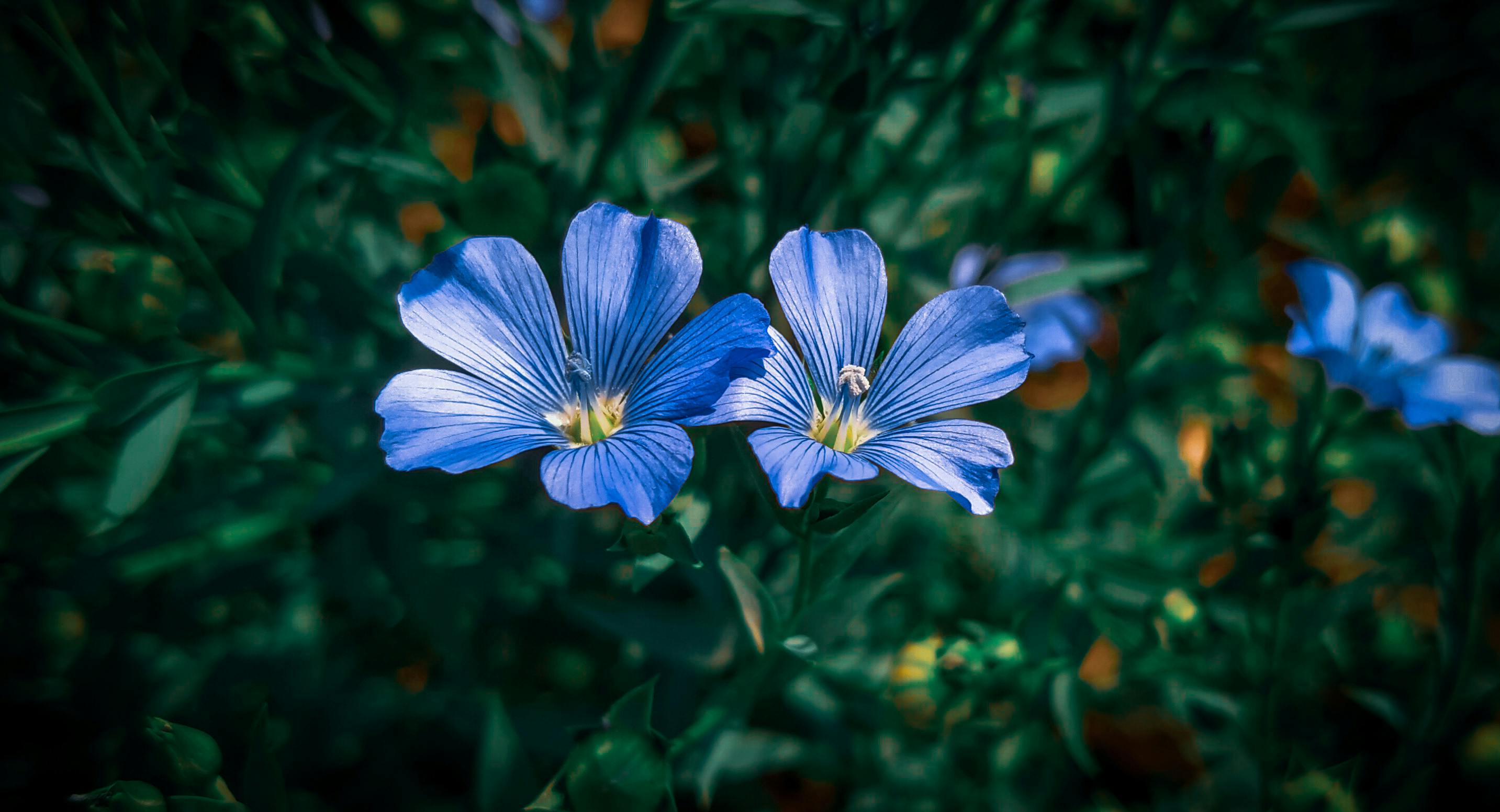 Flax Plant Photos, Download The BEST Free Flax Plant Stock Photos & HD ...