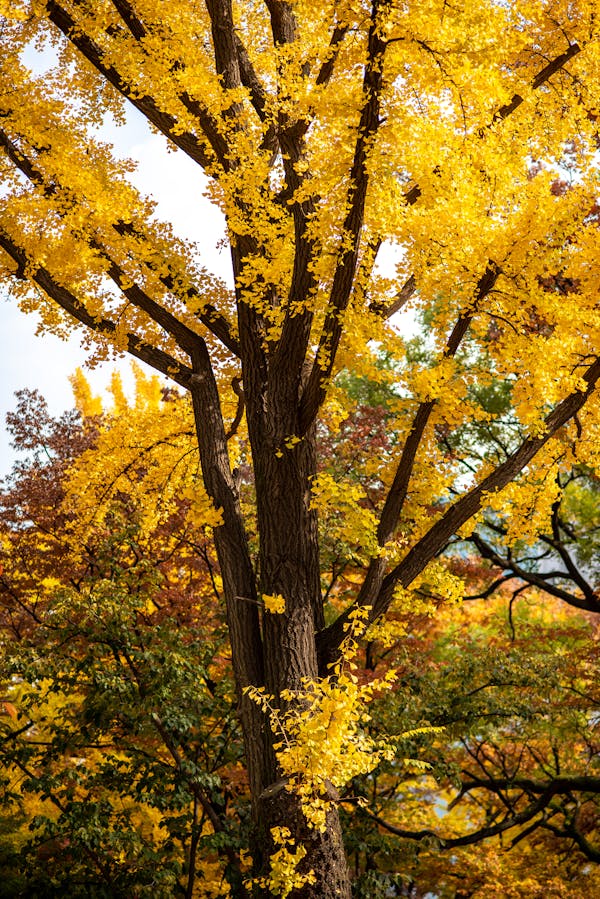 Autumn Tree Photos, Download The BEST Free Autumn Tree Stock Photos ...