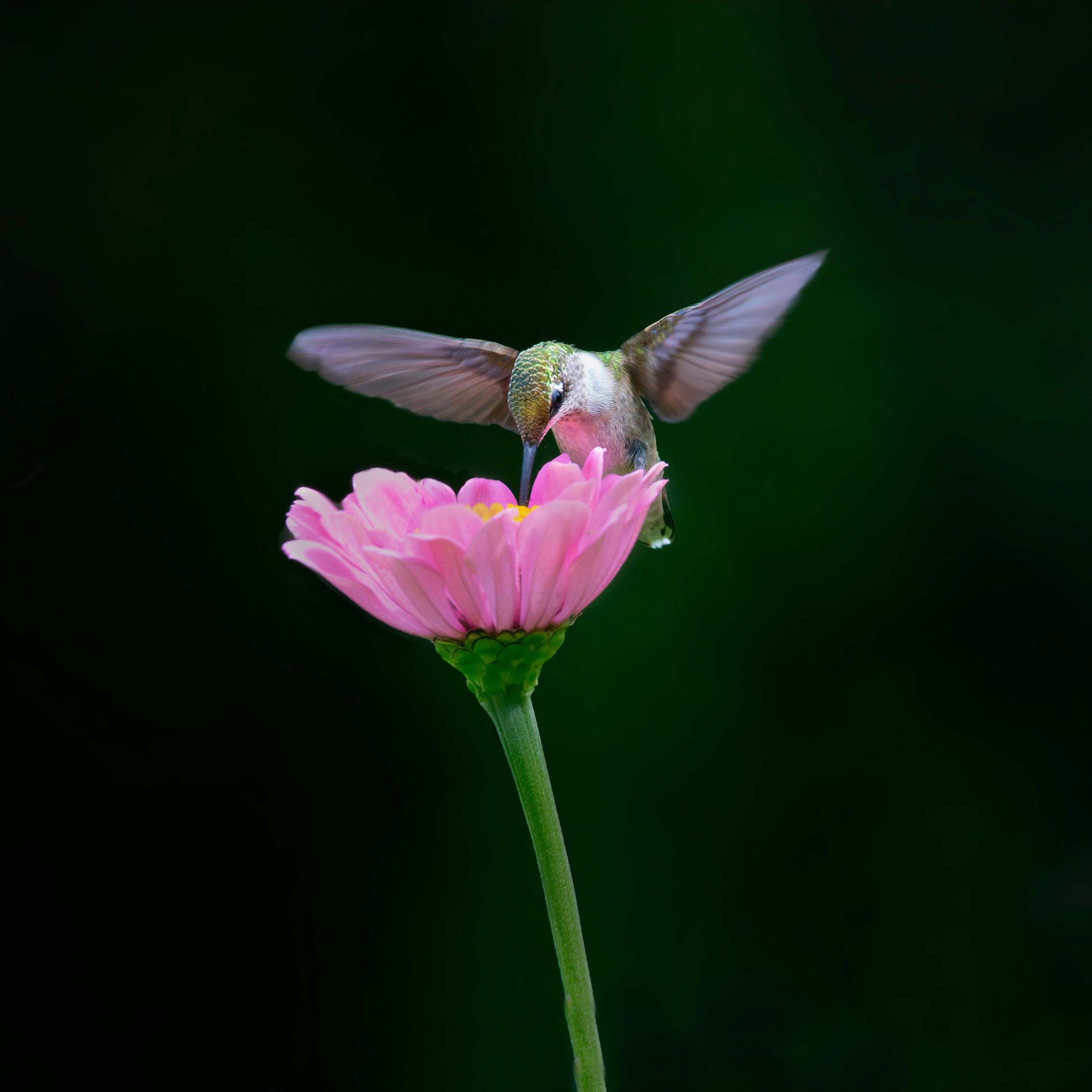 Bambus Blume Photos, Download The BEST Free Bambus Blume Stock Photos ...