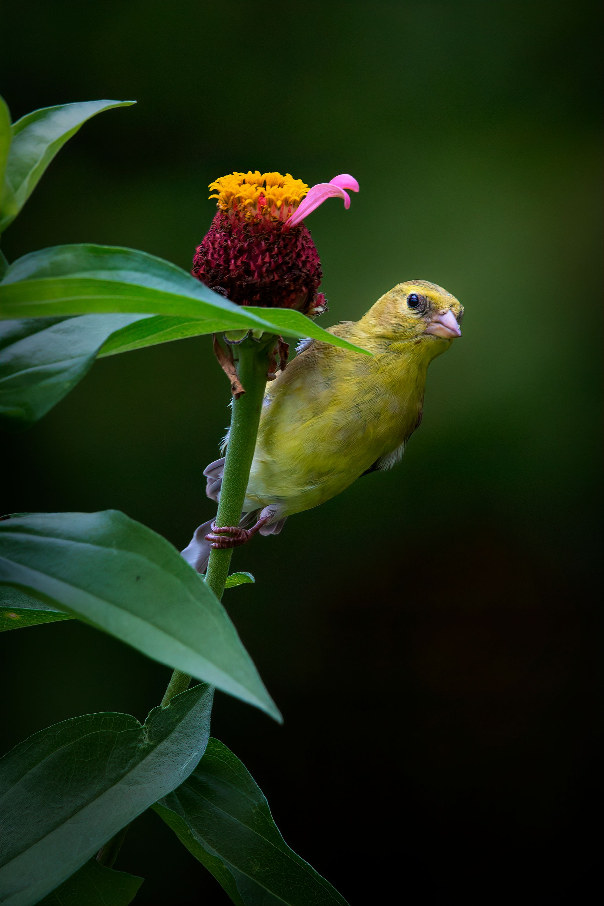 Rainforest Birds Rain Photos, Download The BEST Free Rainforest Birds ...