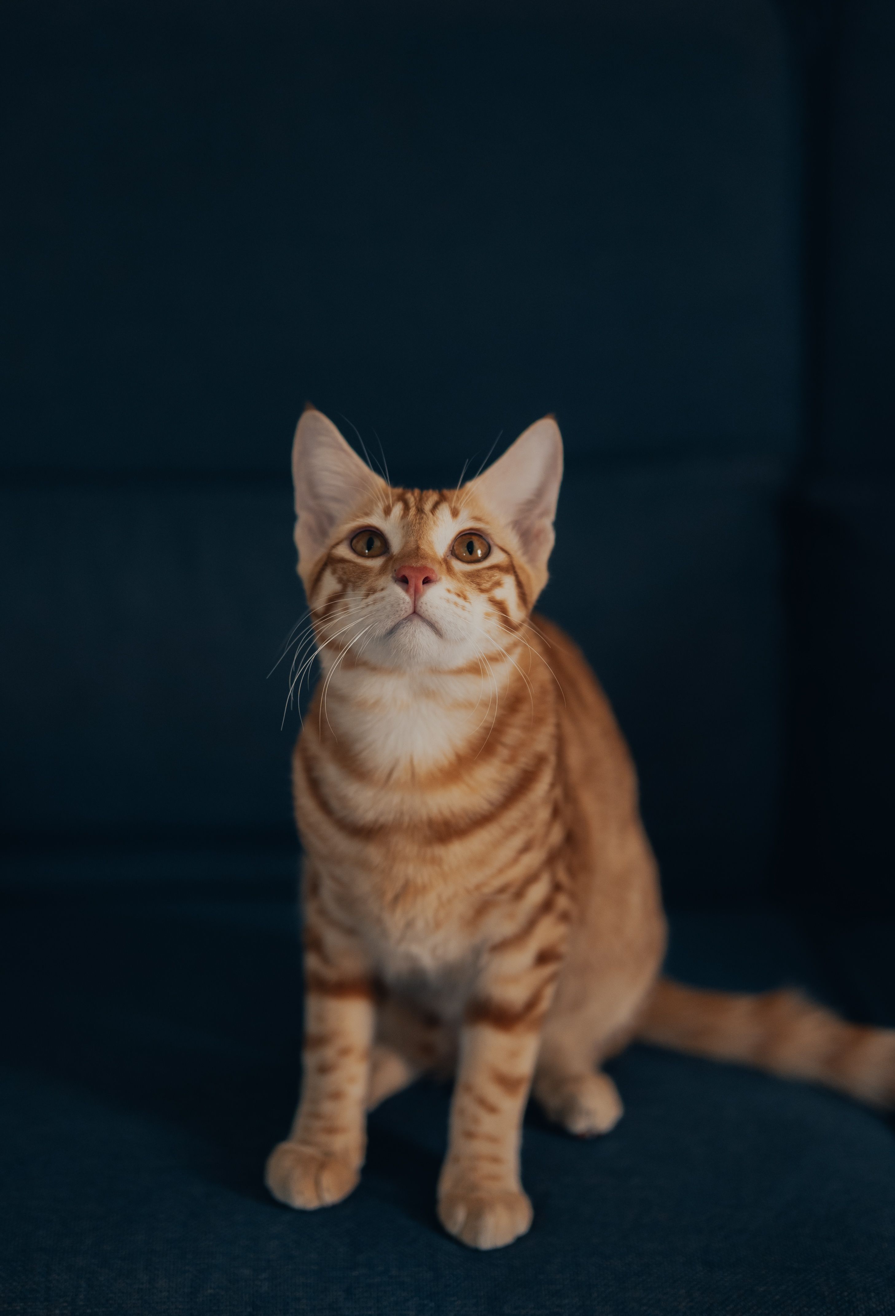 Pets Jumping Photos, Download The BEST Free Pets Jumping Stock Photos ...