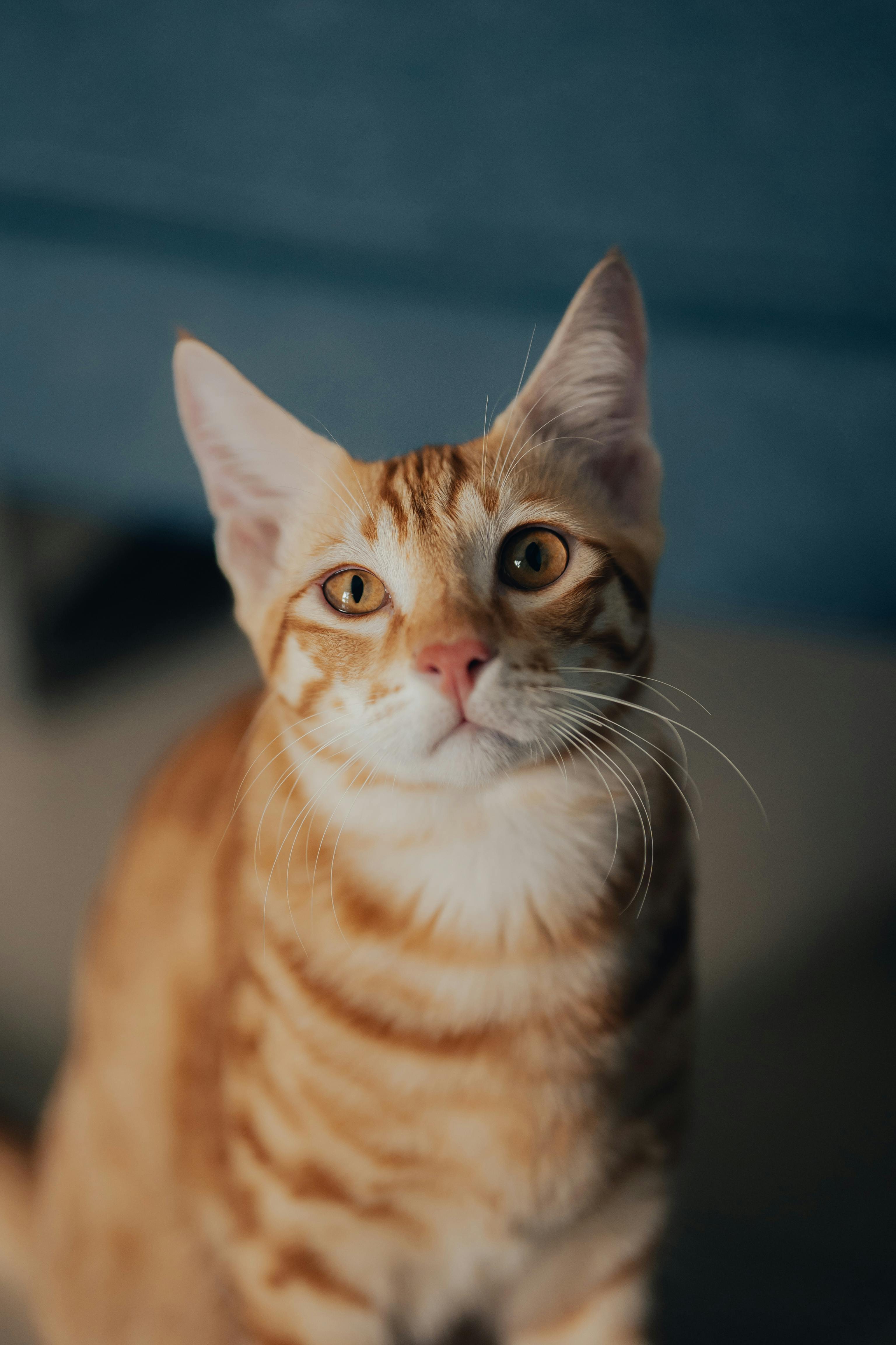 White And Ginger Cat Photos, Download The BEST Free White And Ginger ...