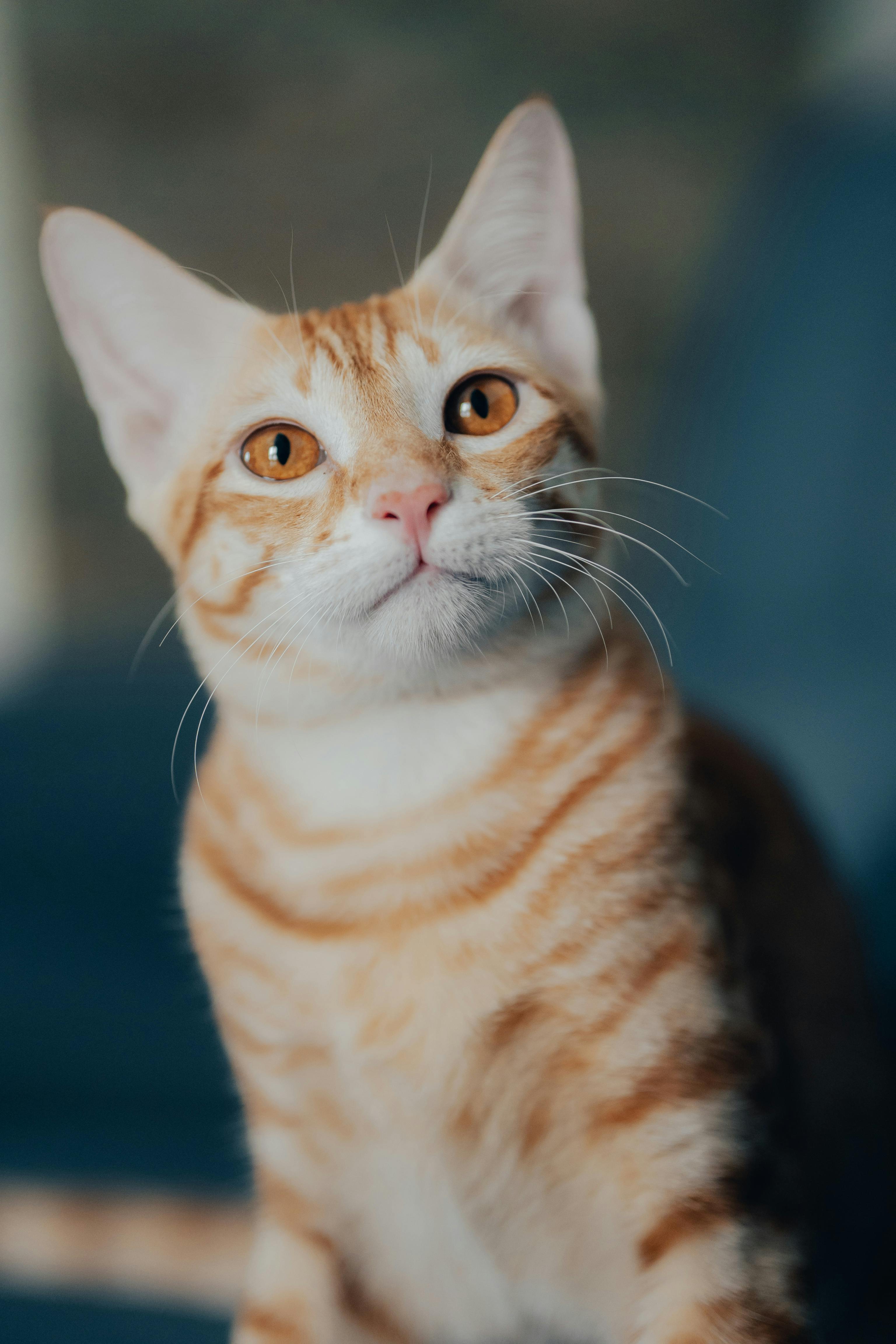 Animal Portrait Pets Photos, Download The BEST Free Animal Portrait ...