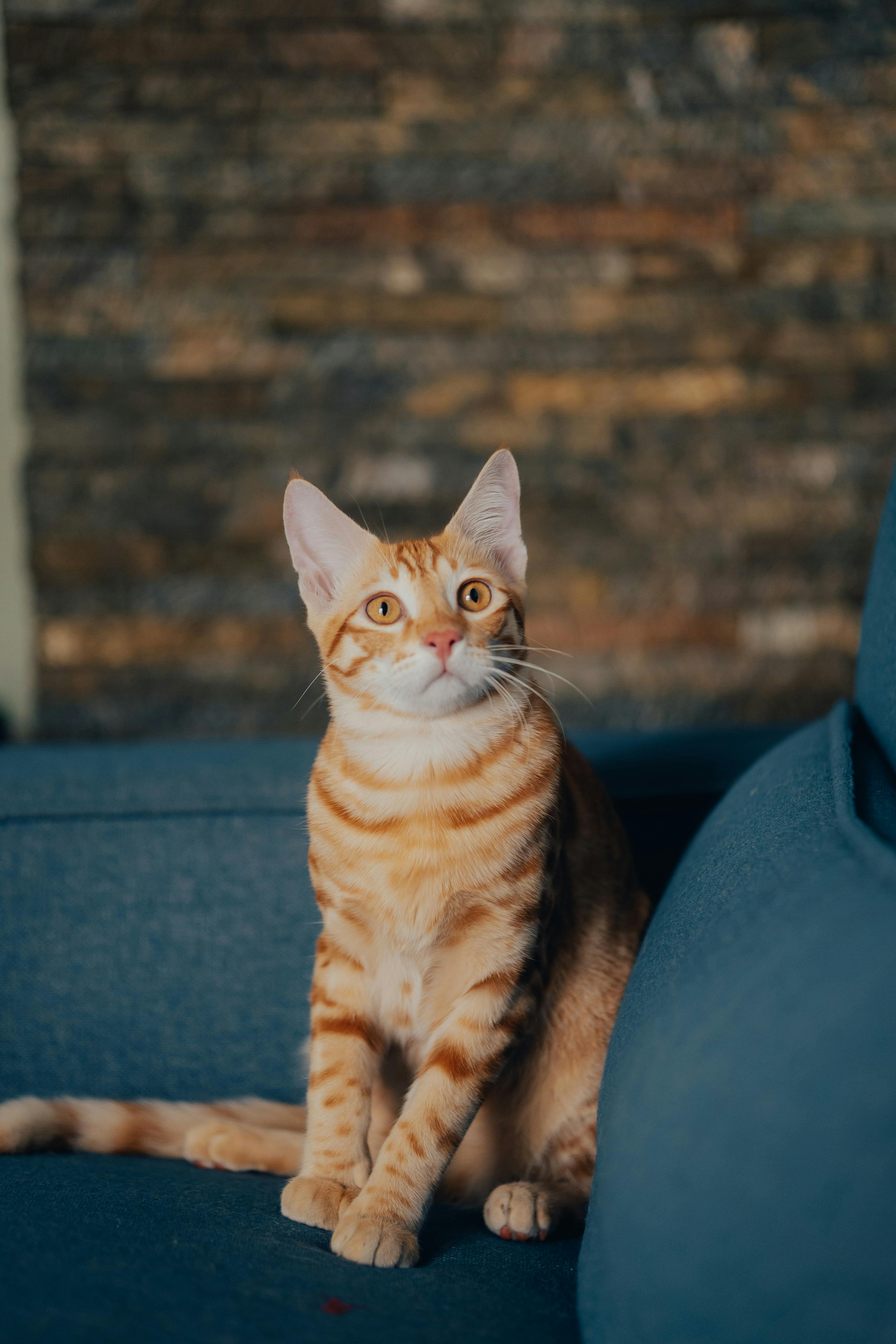 Cat on Wall · Free Stock Photo