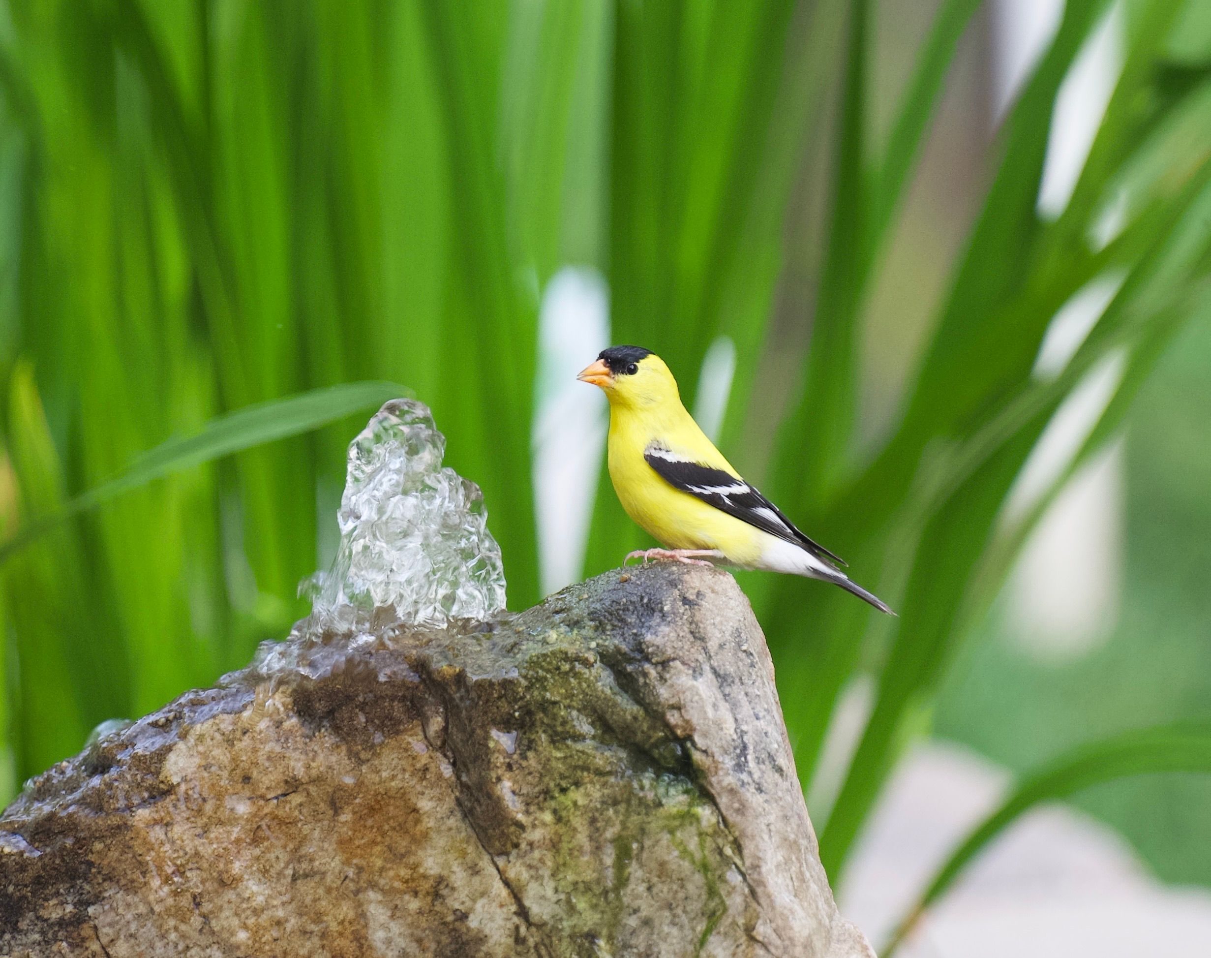 American Goldfinch in Close Up · Free Stock Photo