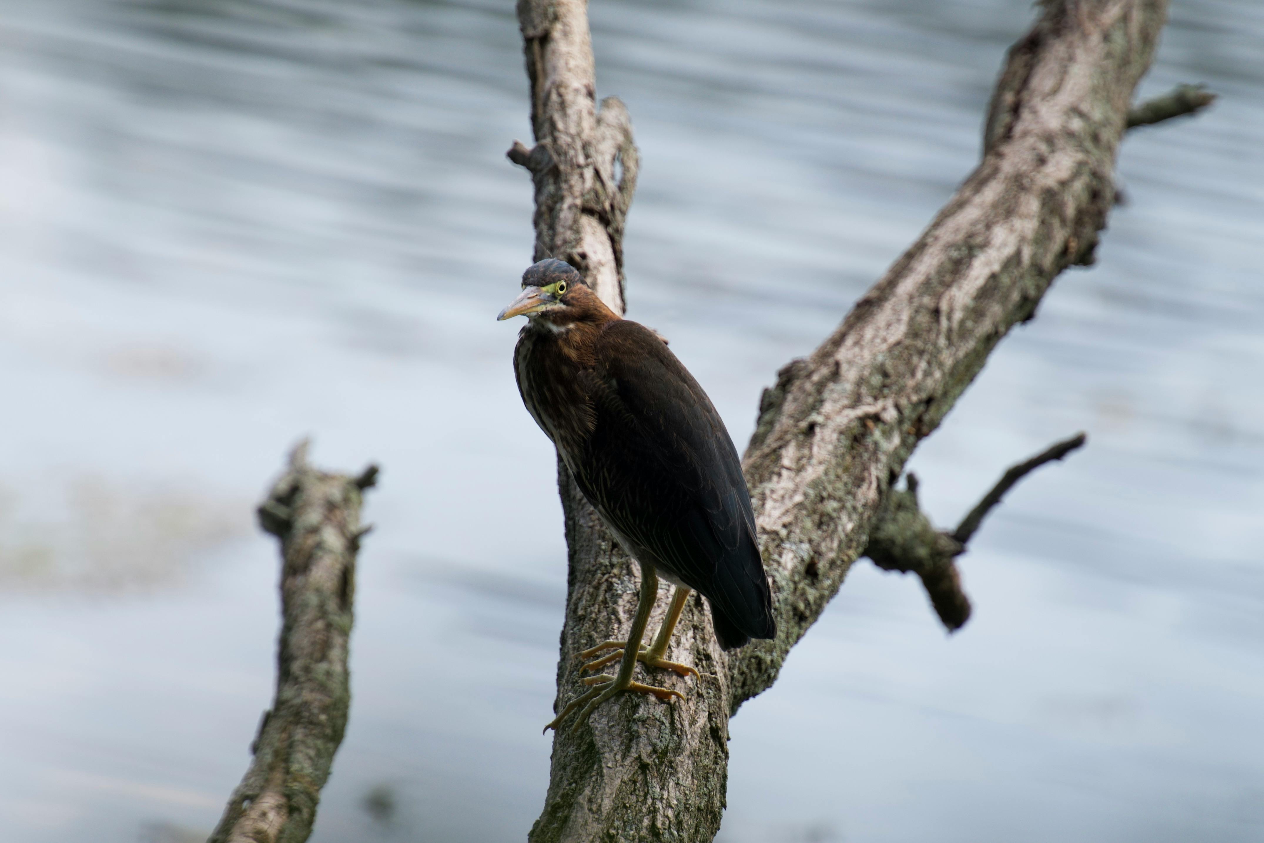 Bird Blood Photos, Download The BEST Free Bird Blood Stock Photos & HD ...