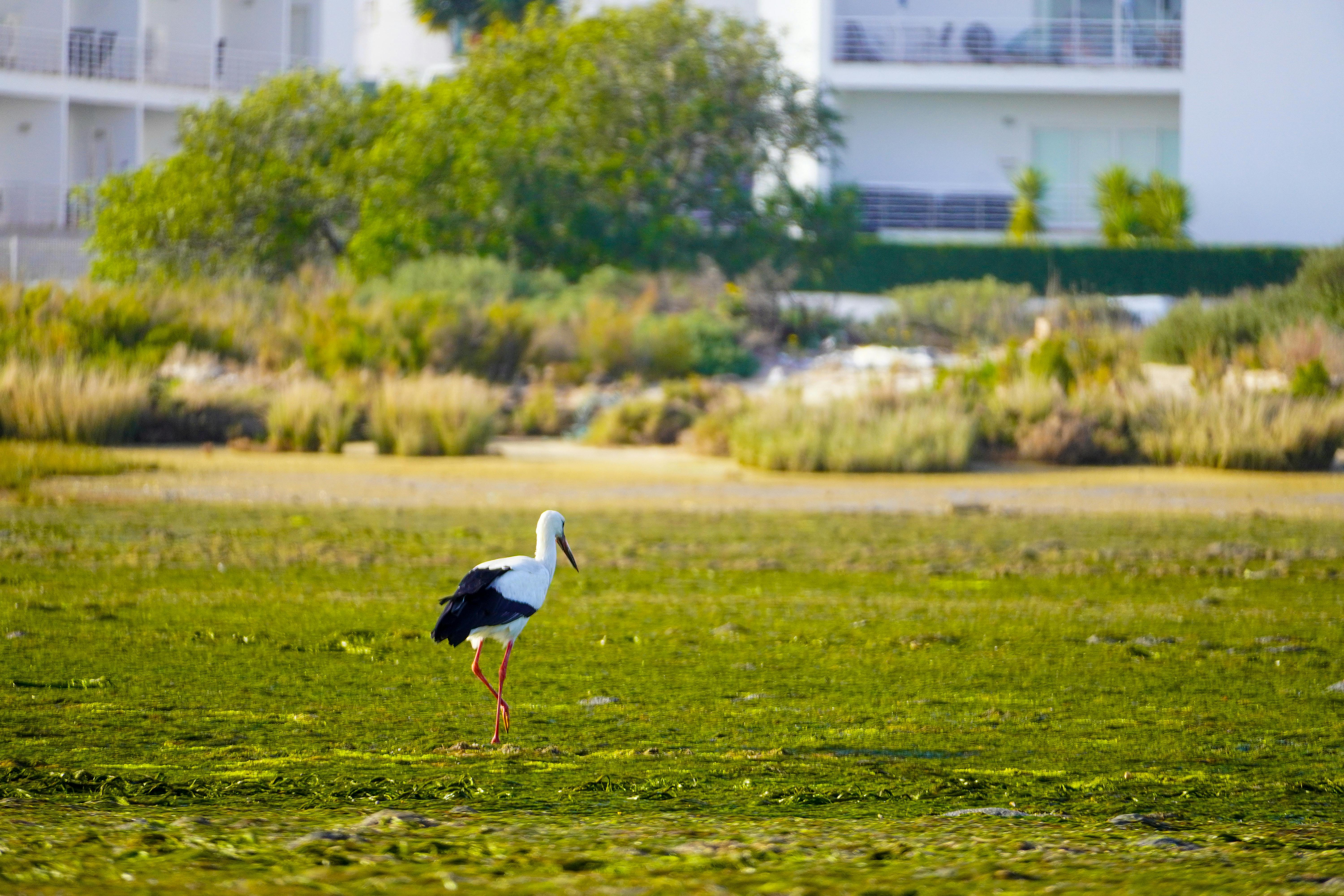 Close-up of a Stork in a City · Free Stock Photo