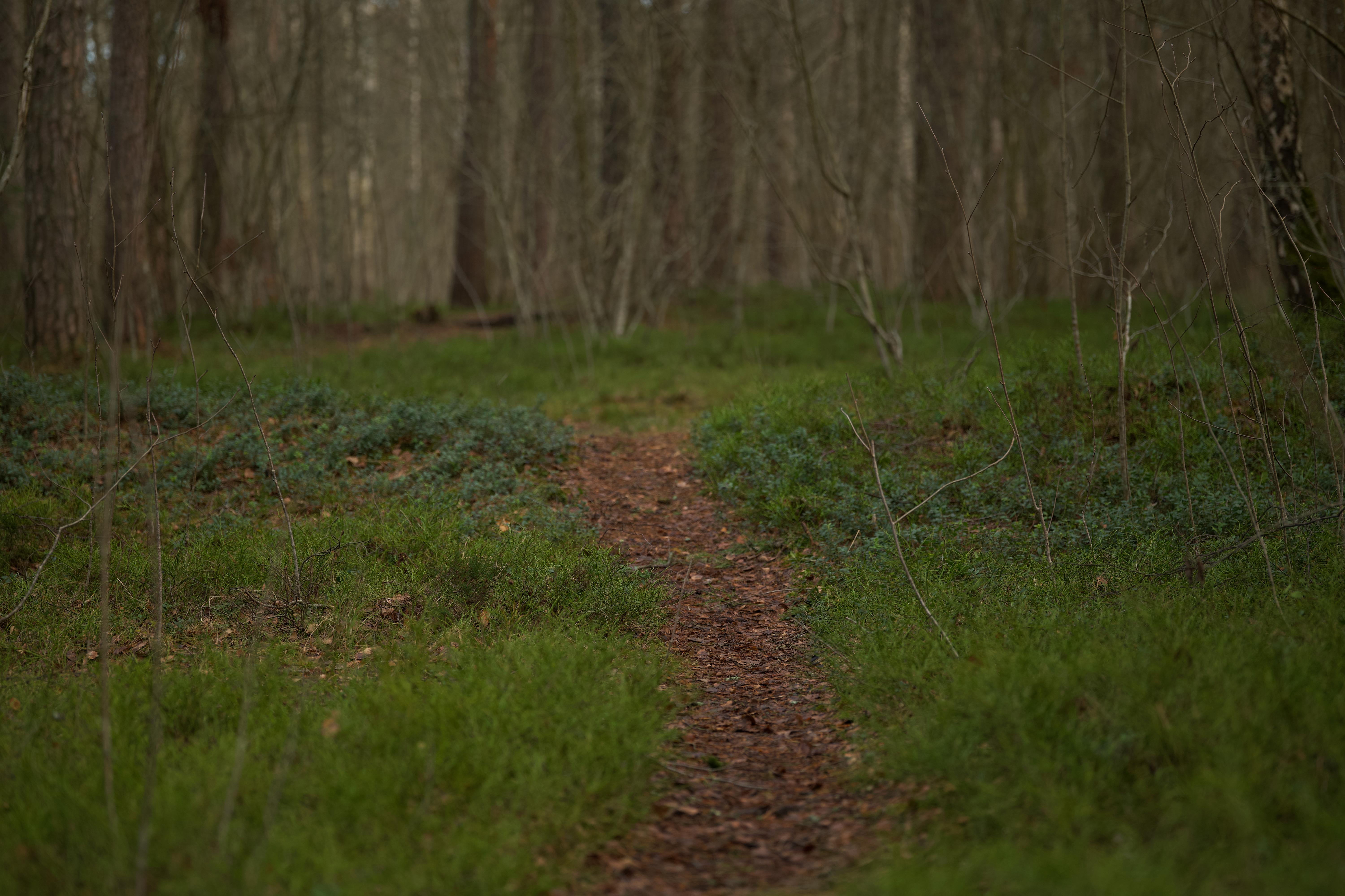 Forest floor · Free Stock Photo
