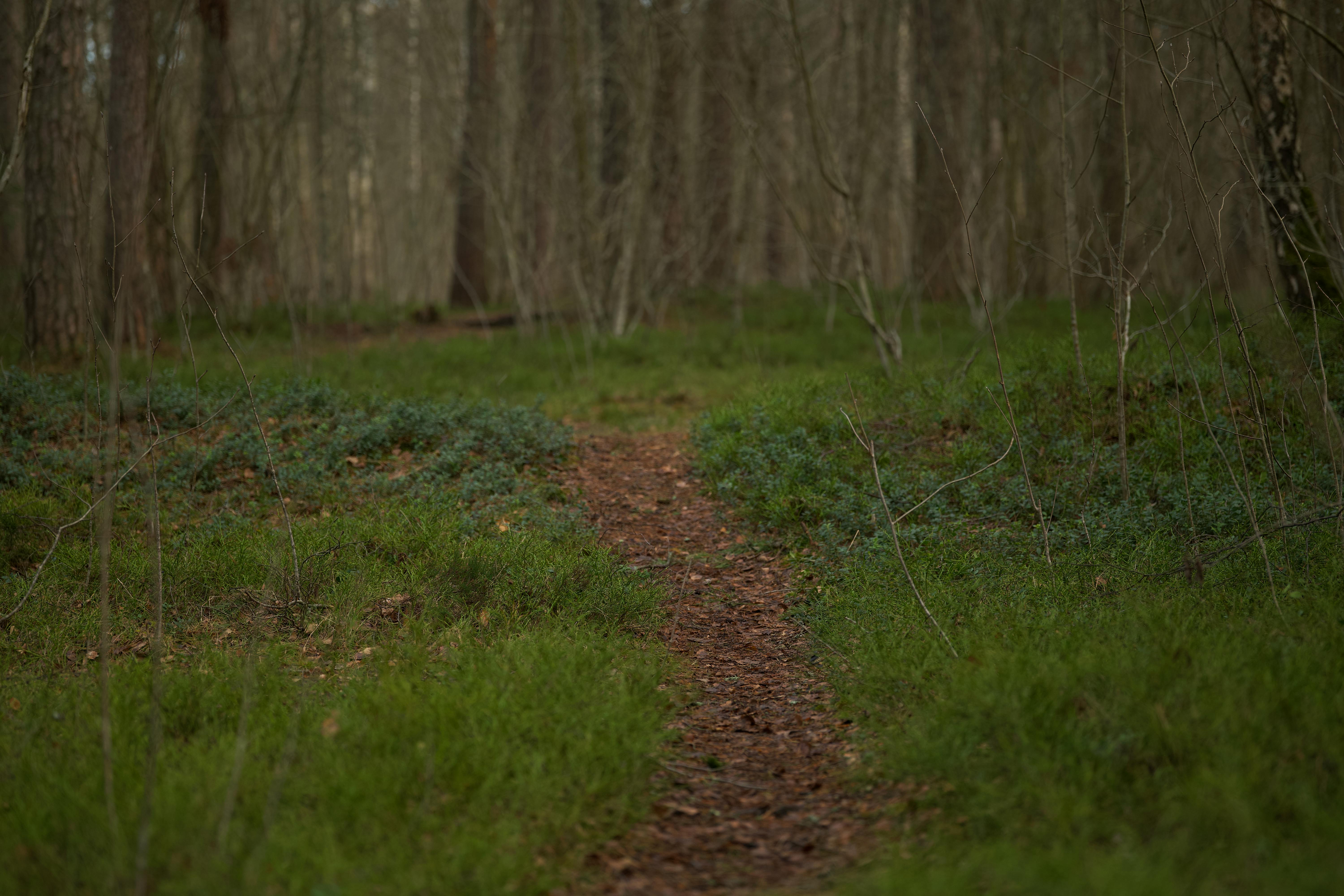 Forest floor · Free Stock Photo