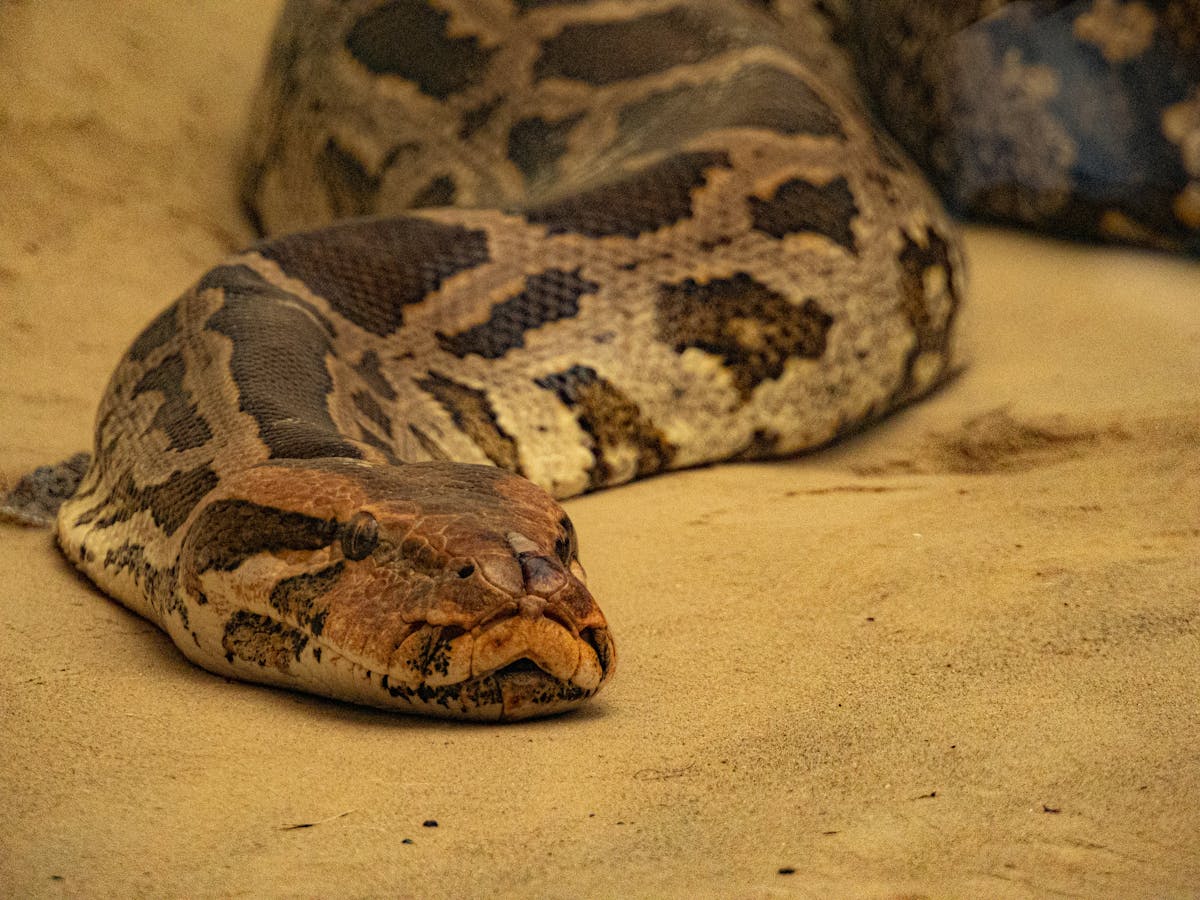 Burmese Python Population in Florida Sparks Ecological Alarm