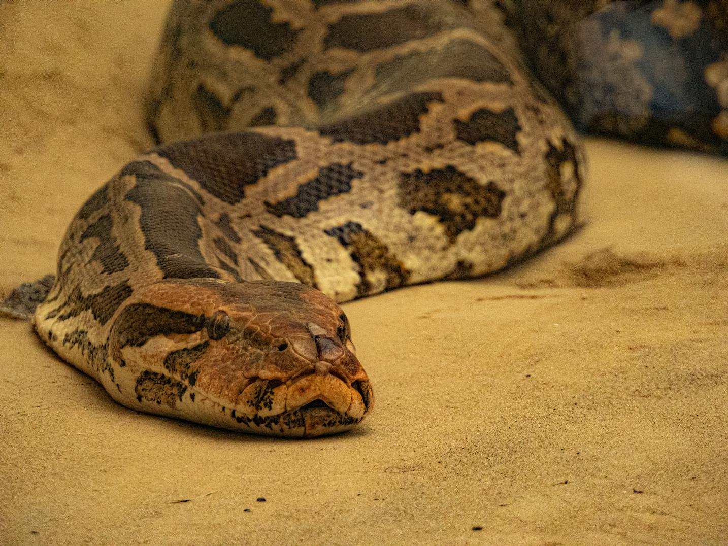 Burmese Python Population in Florida Sparks Ecological Alarm