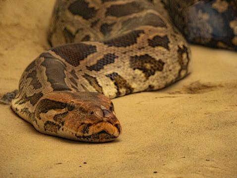 Burmese Python Population in Florida Sparks Ecological Alarm