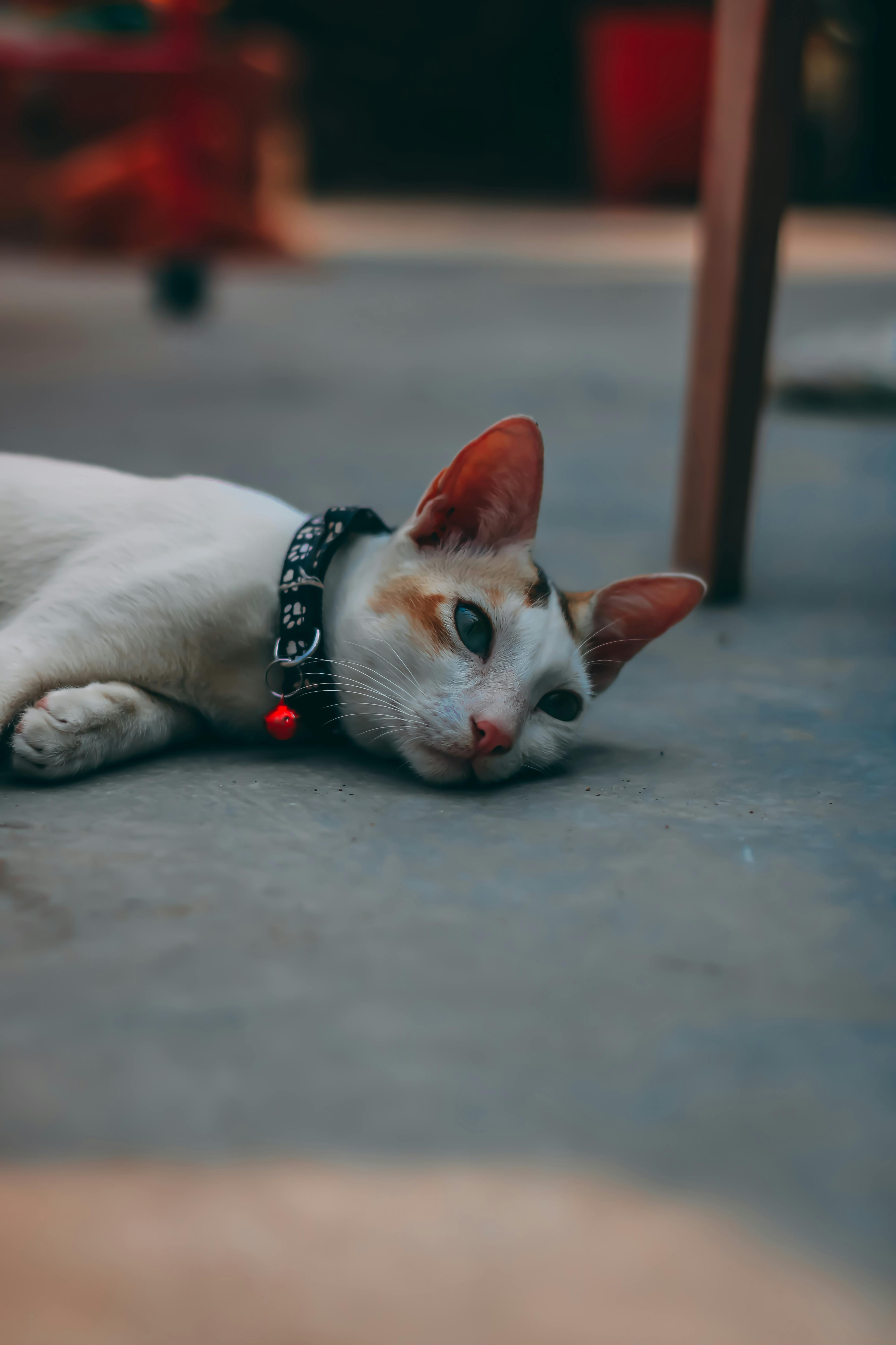 19 Reasons Why Is My Cat Growling And How To Stop It