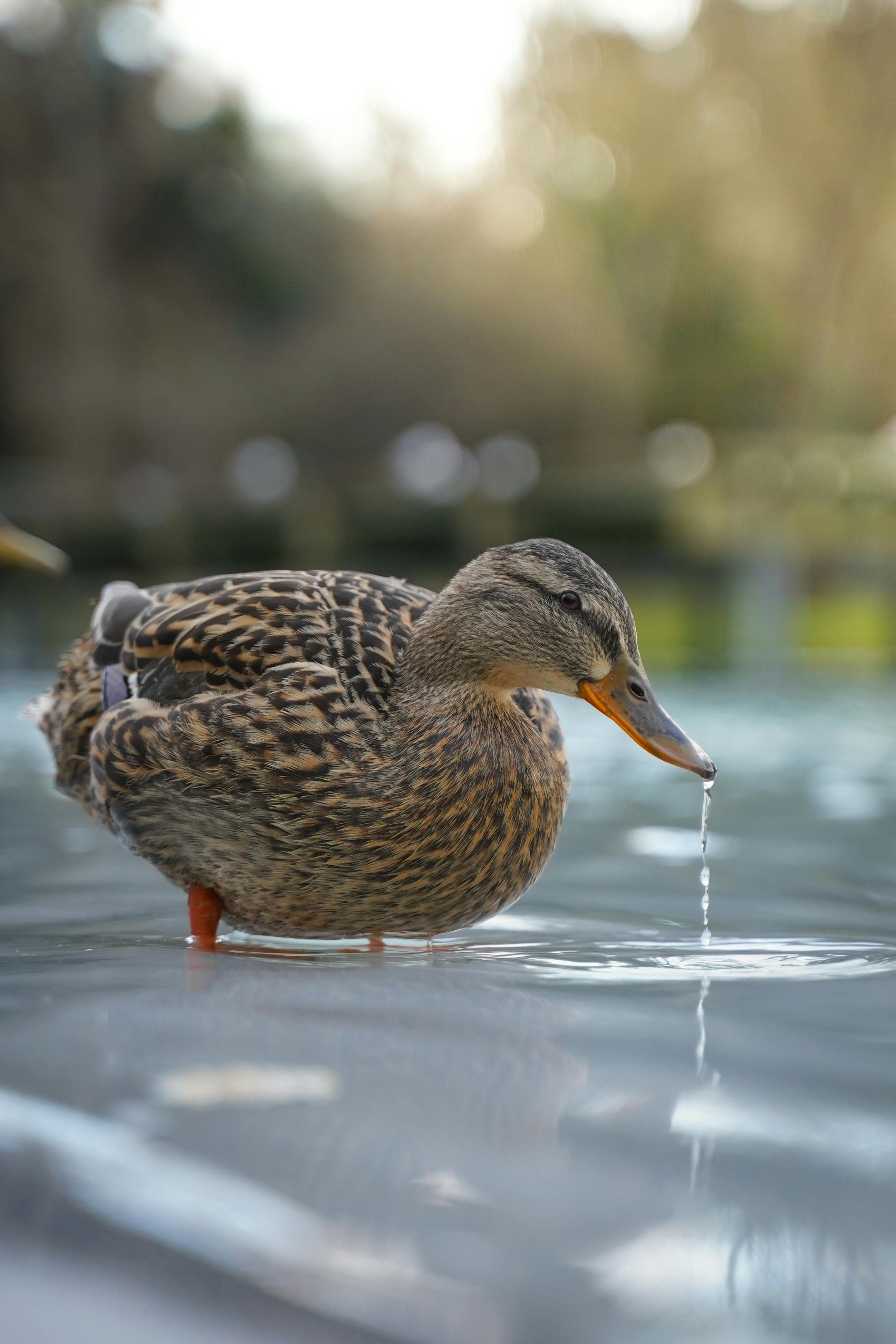 A duck drinking water from a puddle on the ground · Free Stock Photo