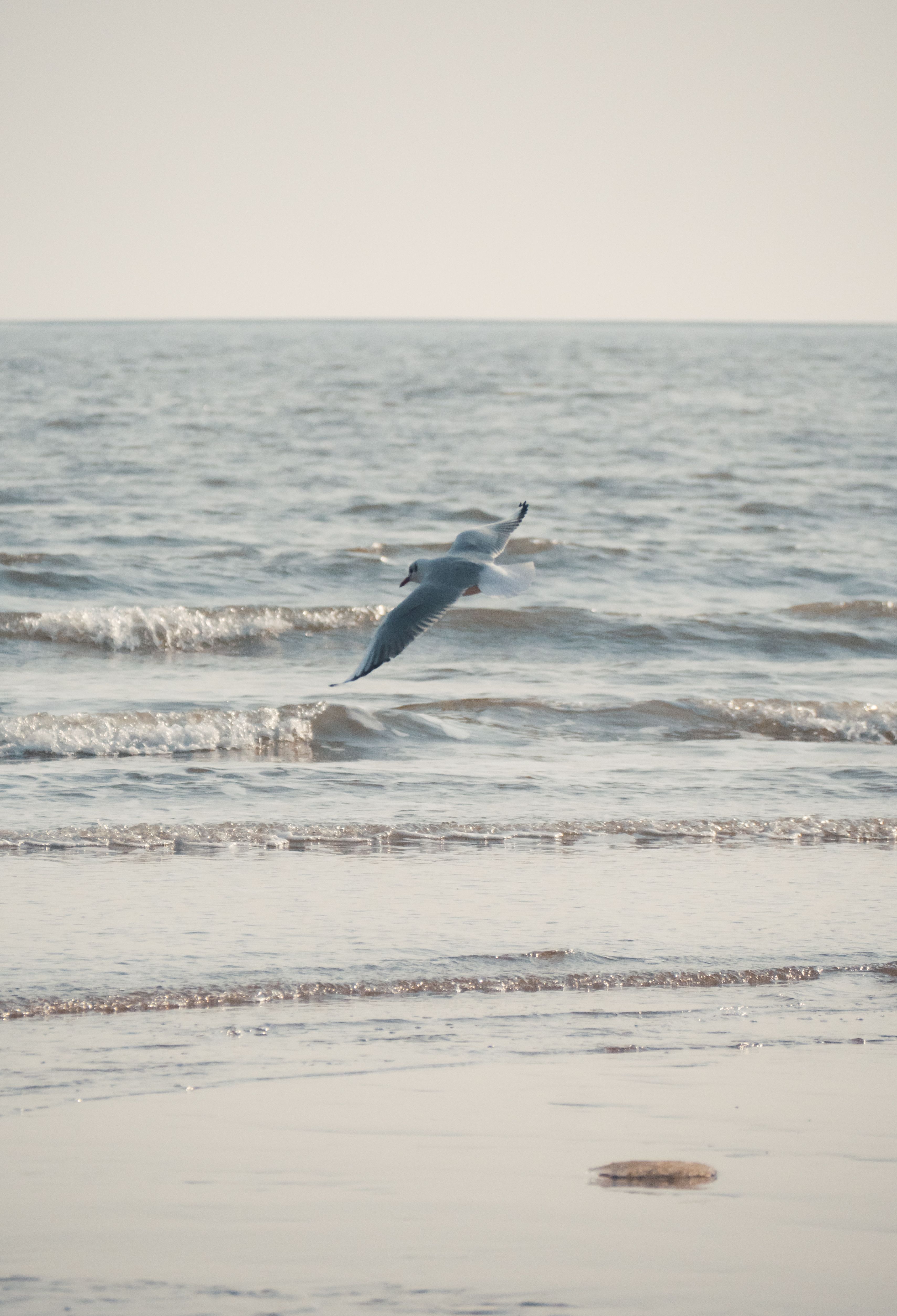 Seagull Flying over Sea Shore · Free Stock Photo